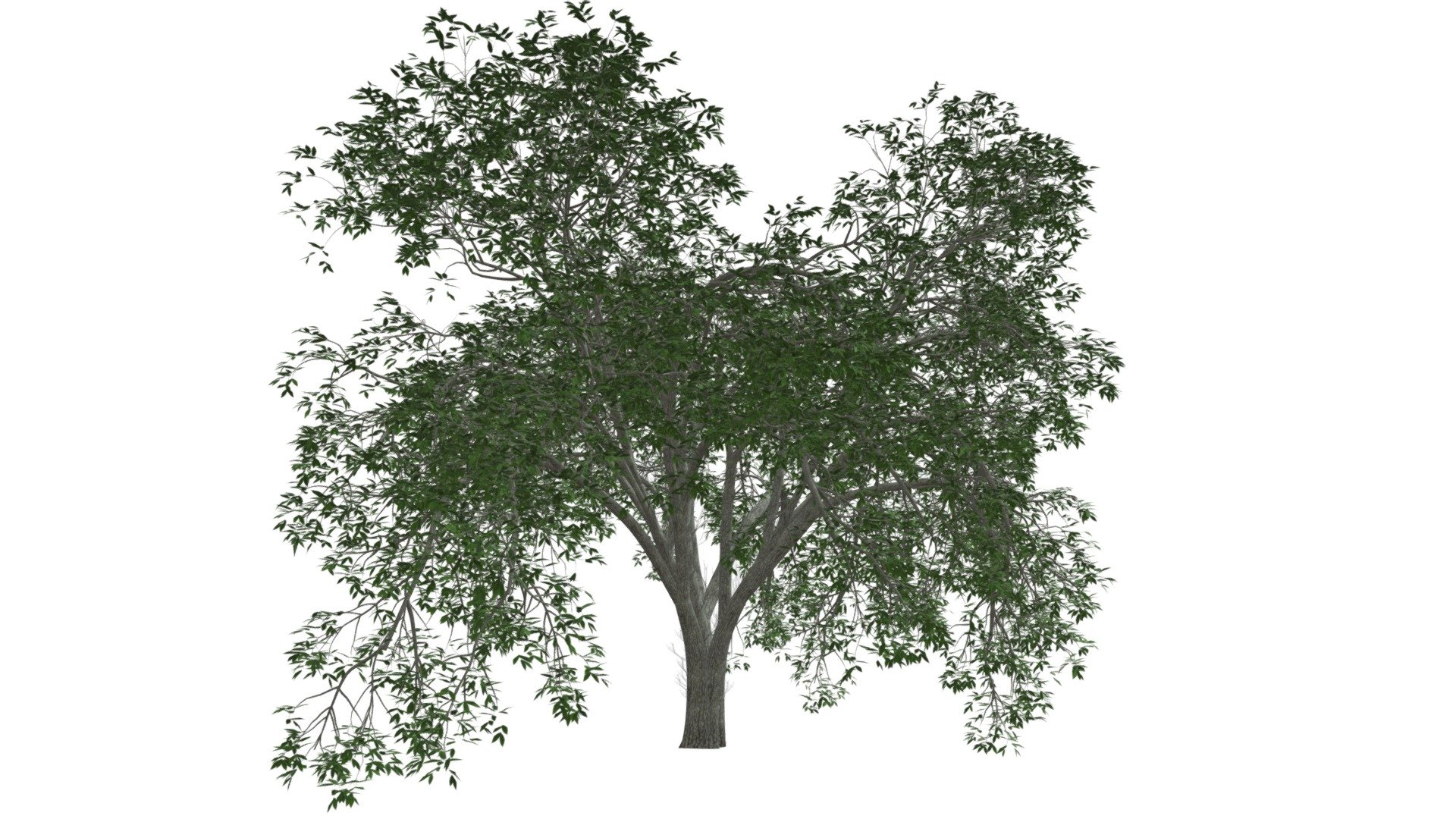 American Elm Tree #08 - Buy Royalty Free 3D model by meshshape [f3637ac ...
