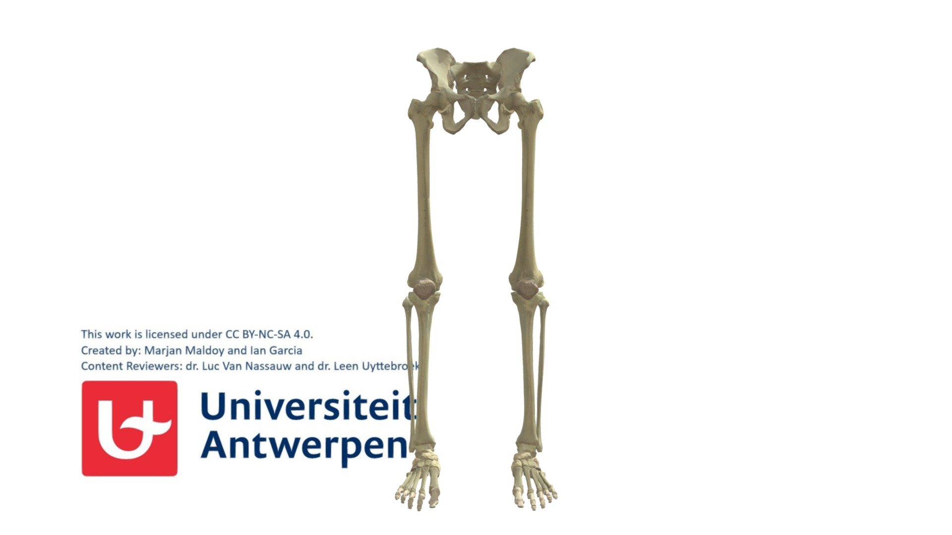 Onderste kwadrant - 3D model by Universiteit Antwerpen (@marjanmaldoy ...