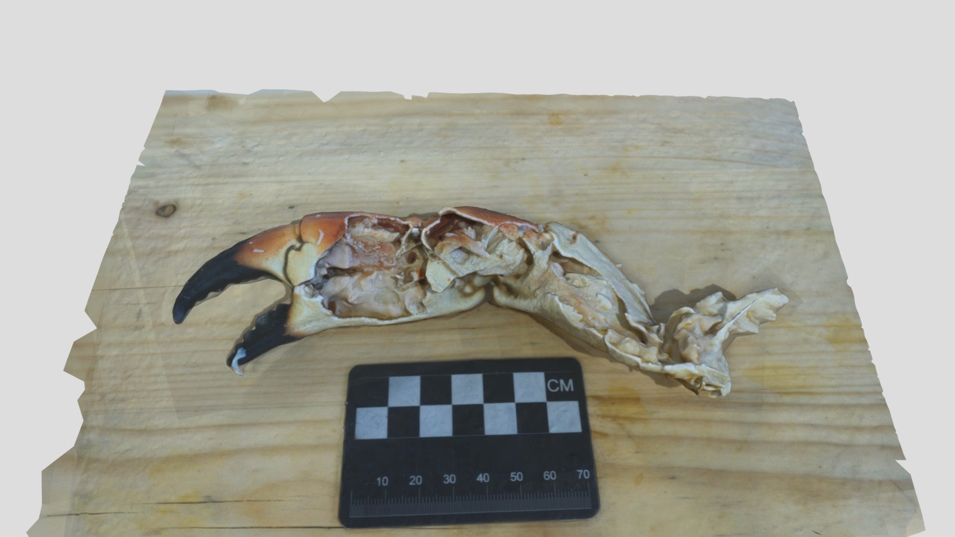 Crab Arm - Download Free 3D model by PeterFalkingham (@pfalkingham1 ...