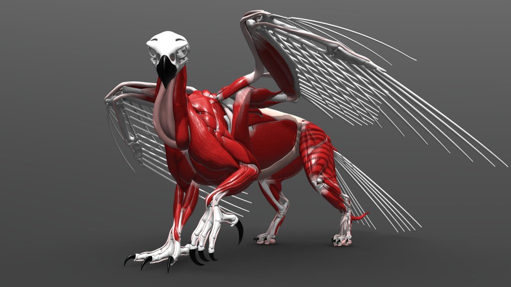 Creature anatomy - A 3D model collection by thien.nguyenphuoc - Sketchfab