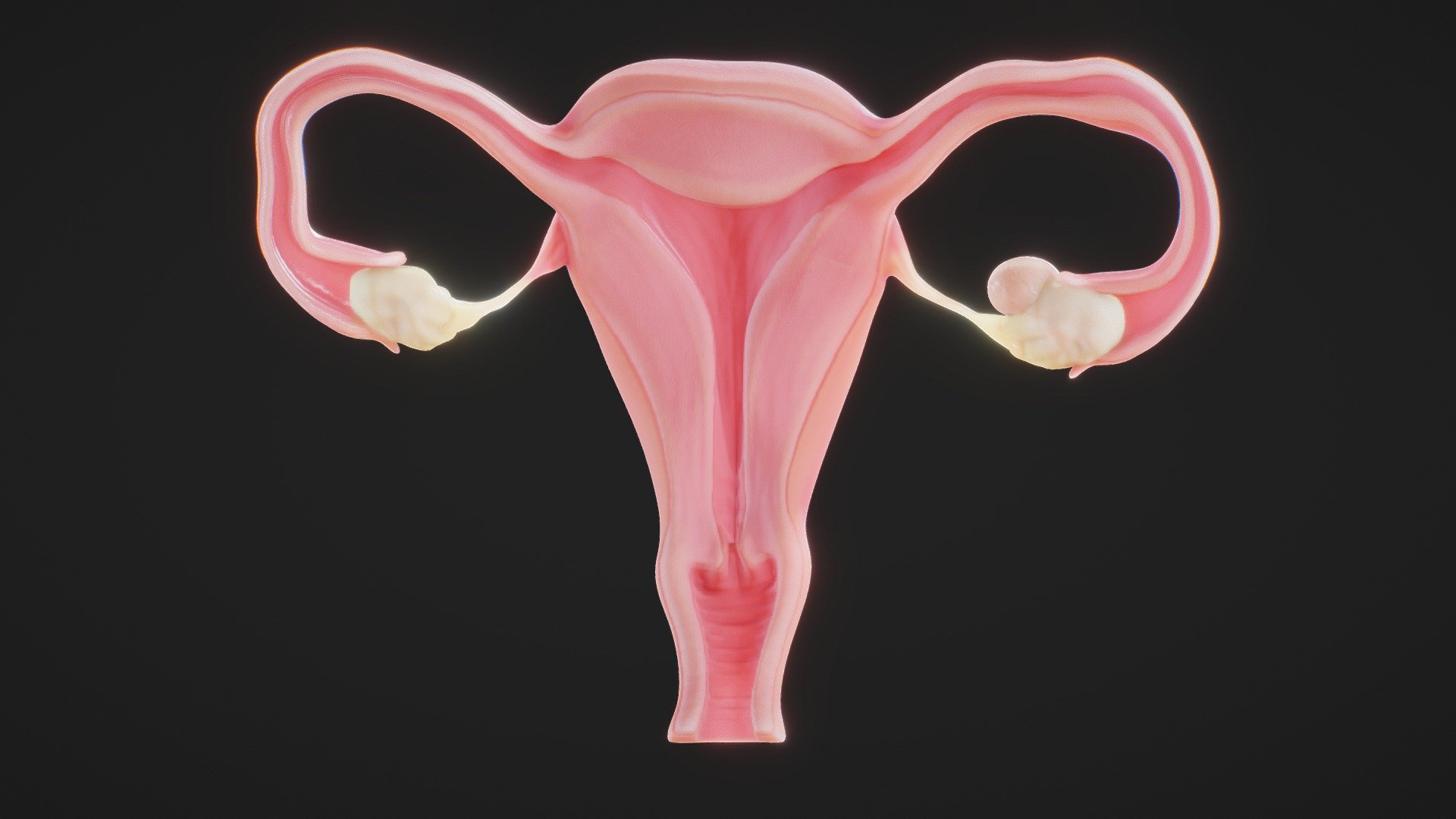Female Reproductive System Cyst - Buy Royalty Free 3D model by zames1992 [f36fb0a] - Sketchfab Store