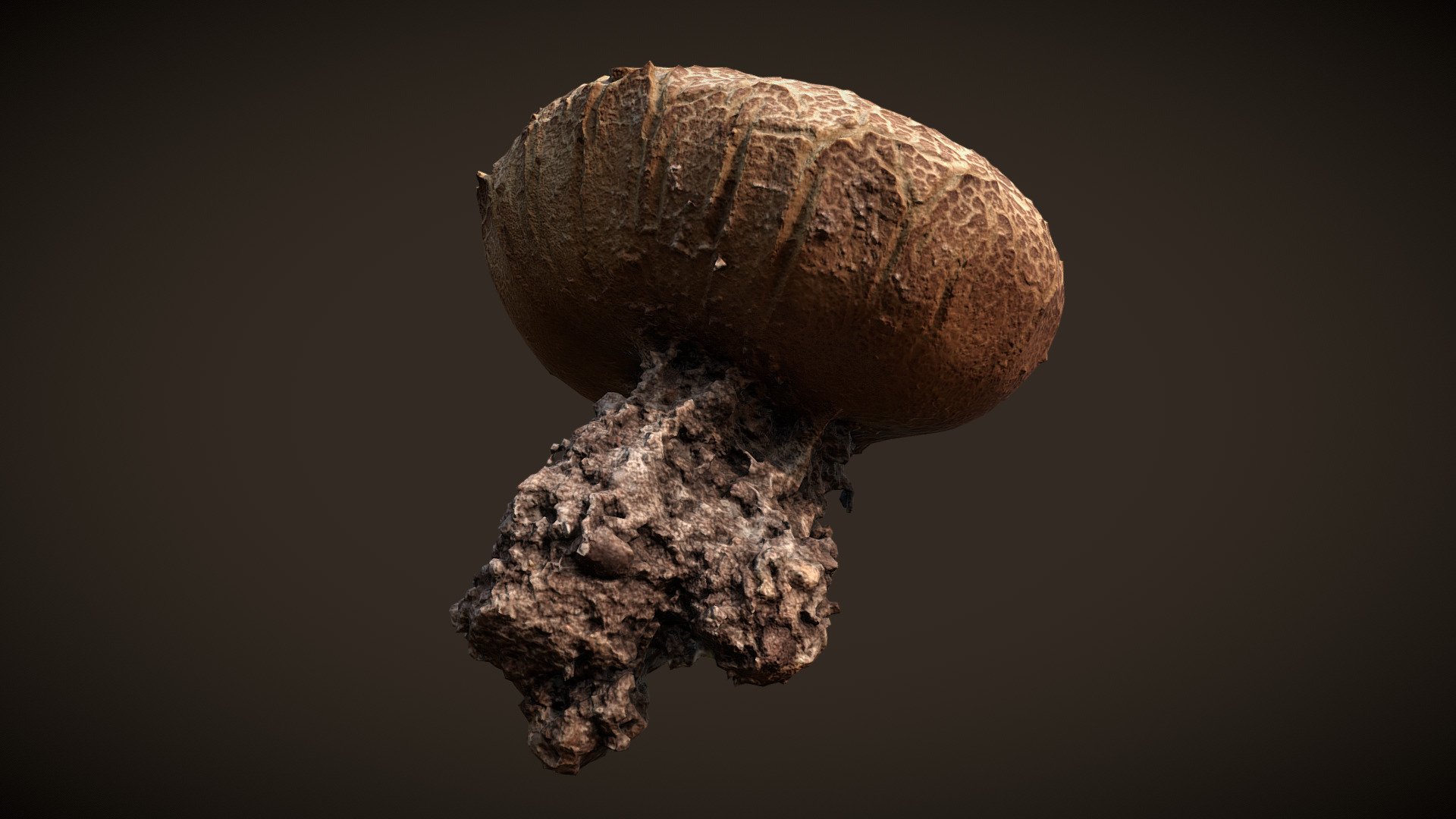 Bovist - 3D model by pat123d (@pbormann123) [f371b0c] - Sketchfab