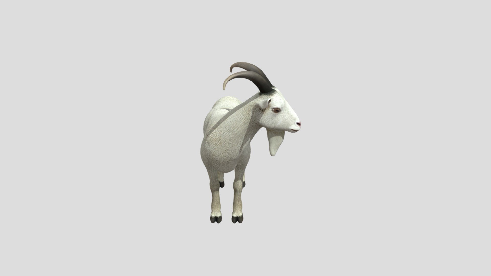Goat - Download Free 3D model by dhiren-sah [f376cd3] - Sketchfab