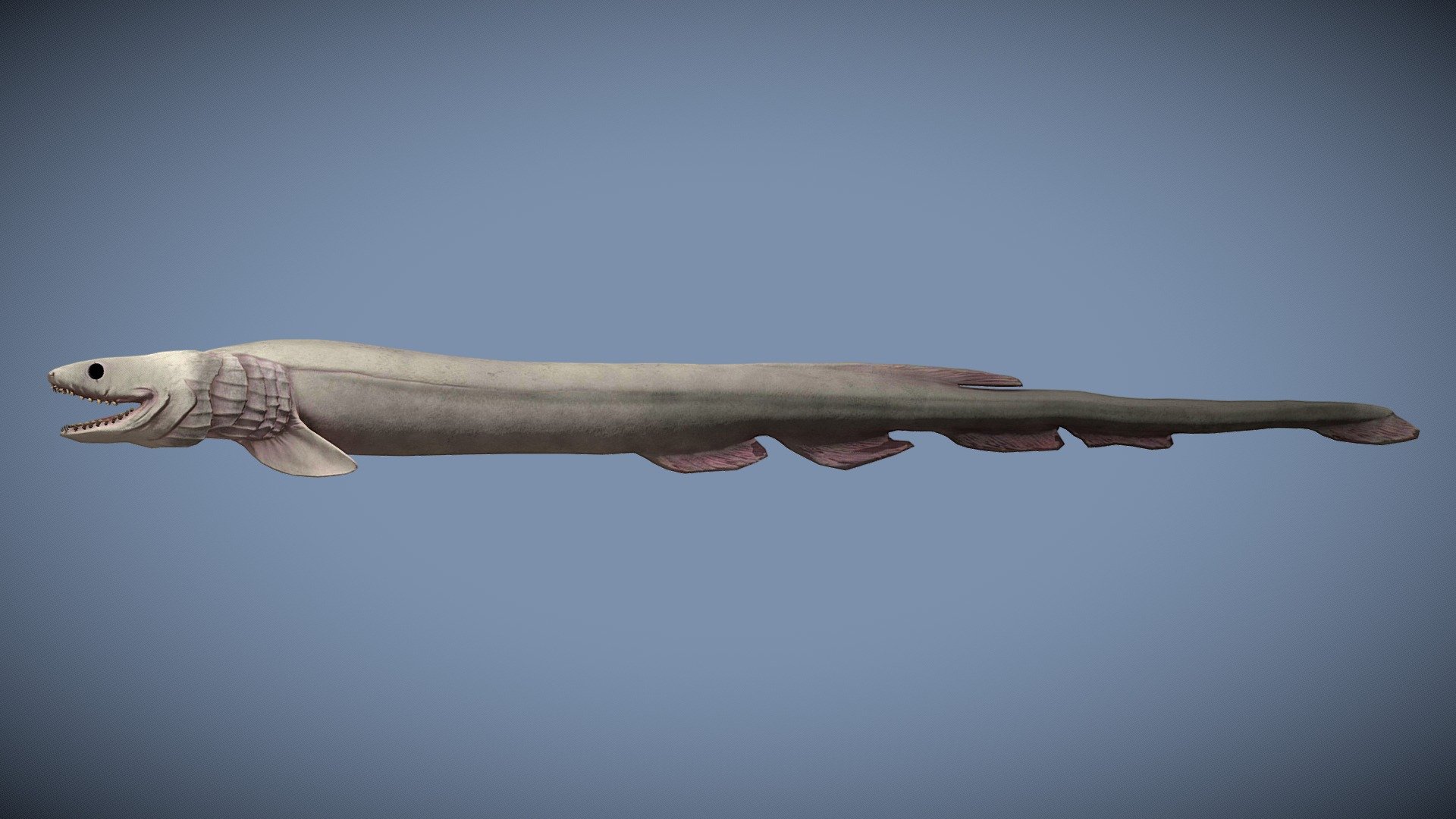 Chlamydoselachus anguineus - Download Free 3D model by AllThingsSaurus ...