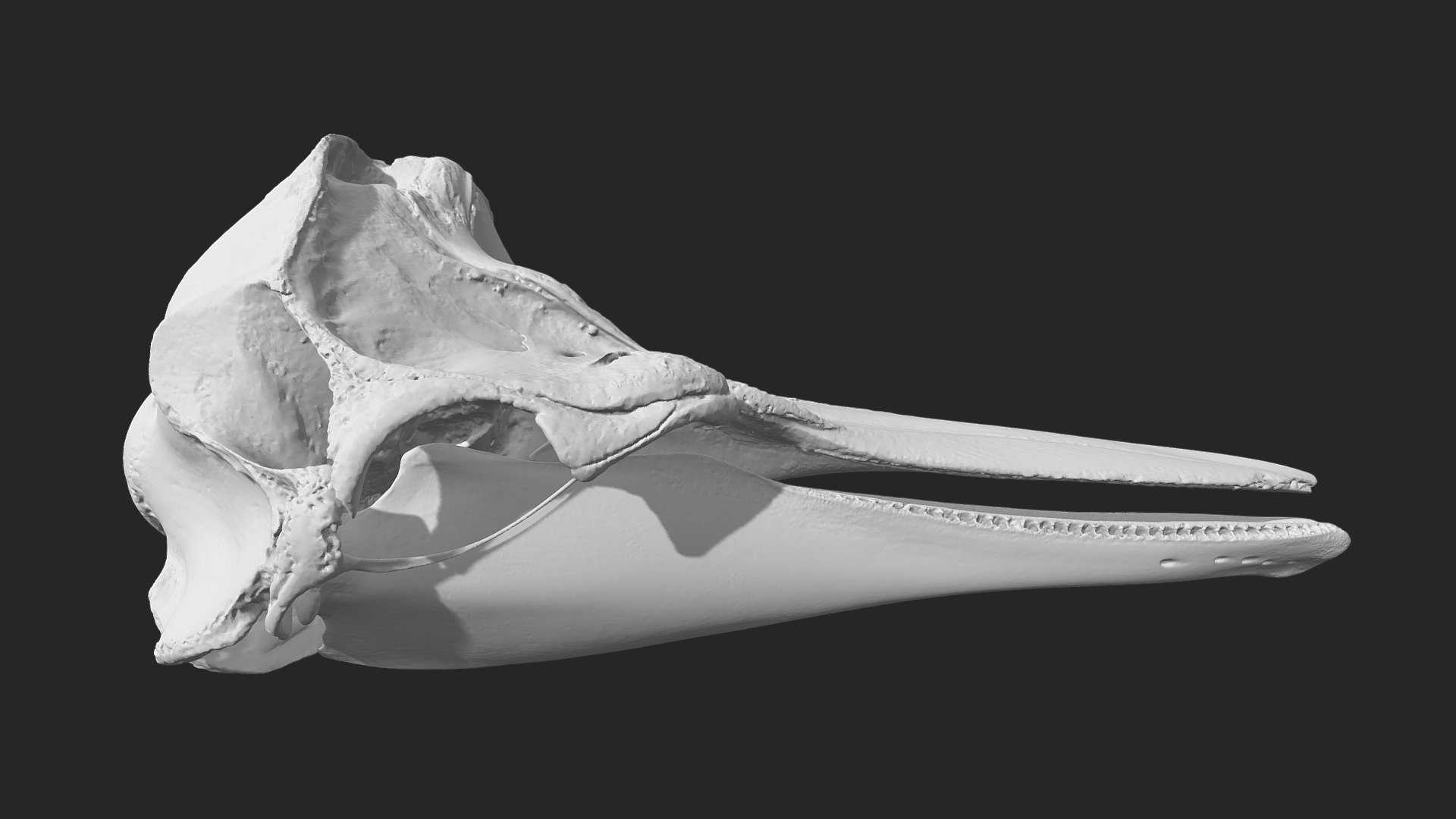 Dauphin de Fraser (modèle fermé sans texture) - Download Free 3D model by Alienor.org, Conseil ...