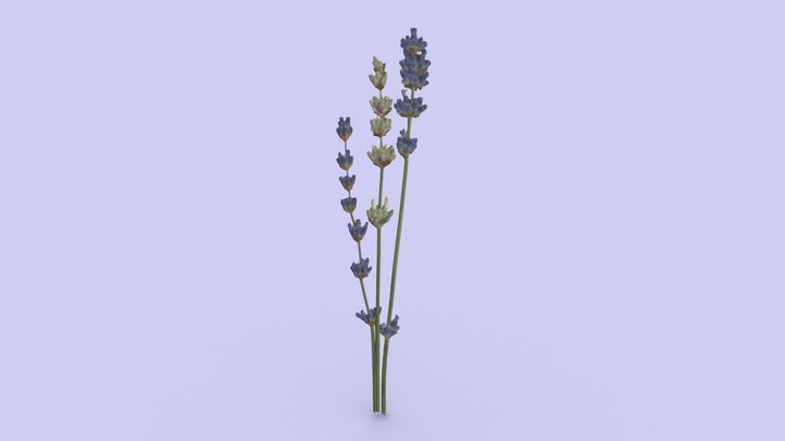 Lavender 3D models - Sketchfab