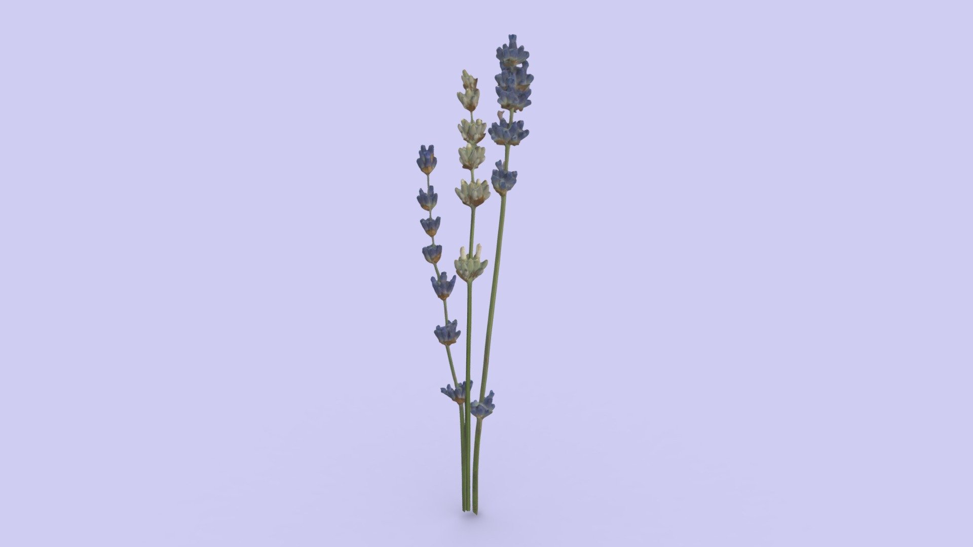 Lavender Bundle - Download Free 3D model by Arkify 3D (@arkify ...