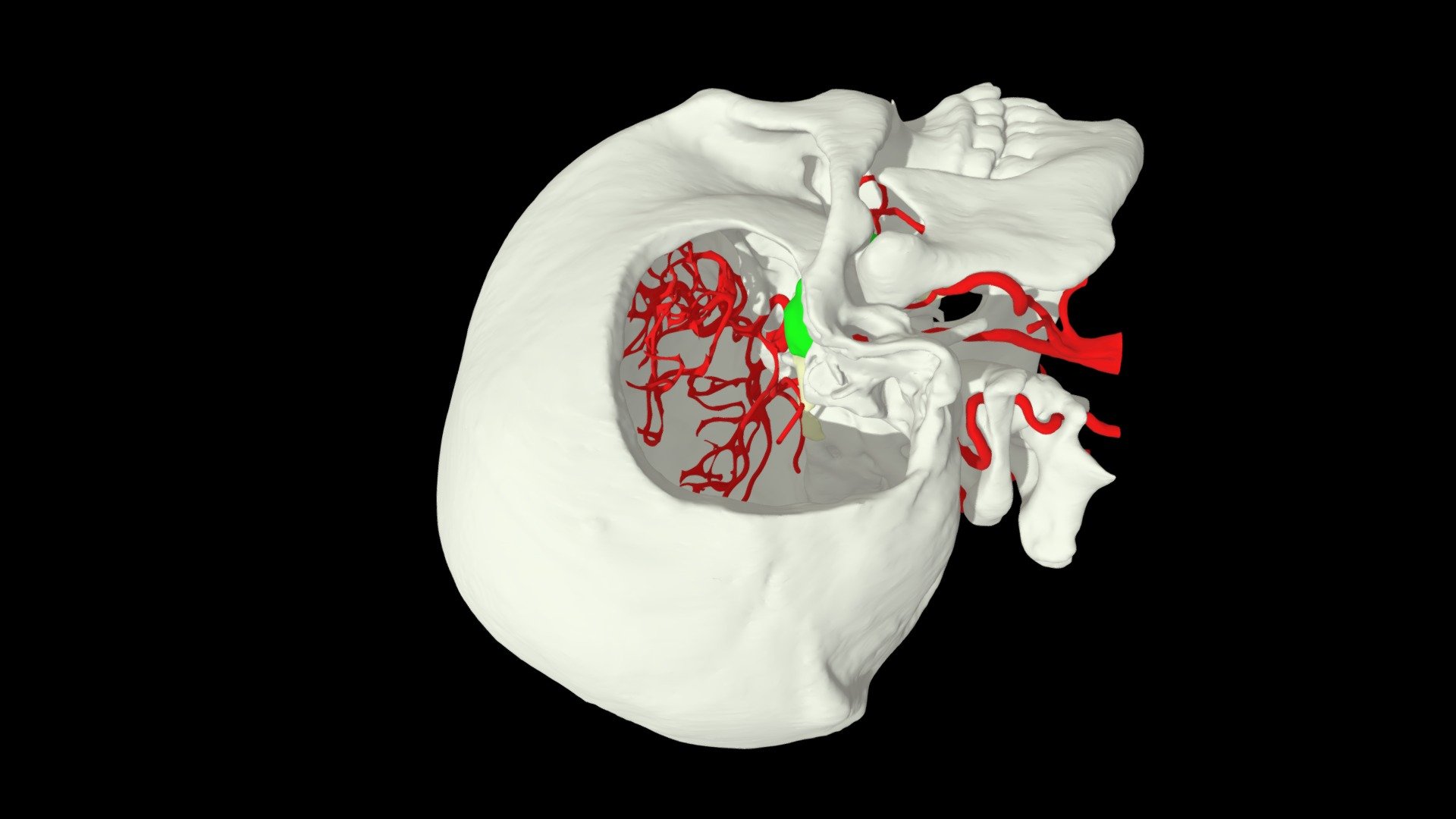 SB0029 PP - 3D model by SkullBasics [f380a6b] - Sketchfab