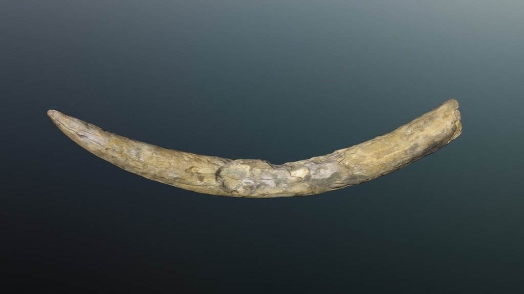 Henrietta Marie Elephant's Tusk 2000.002.0092 - 3D model by The Mel ...