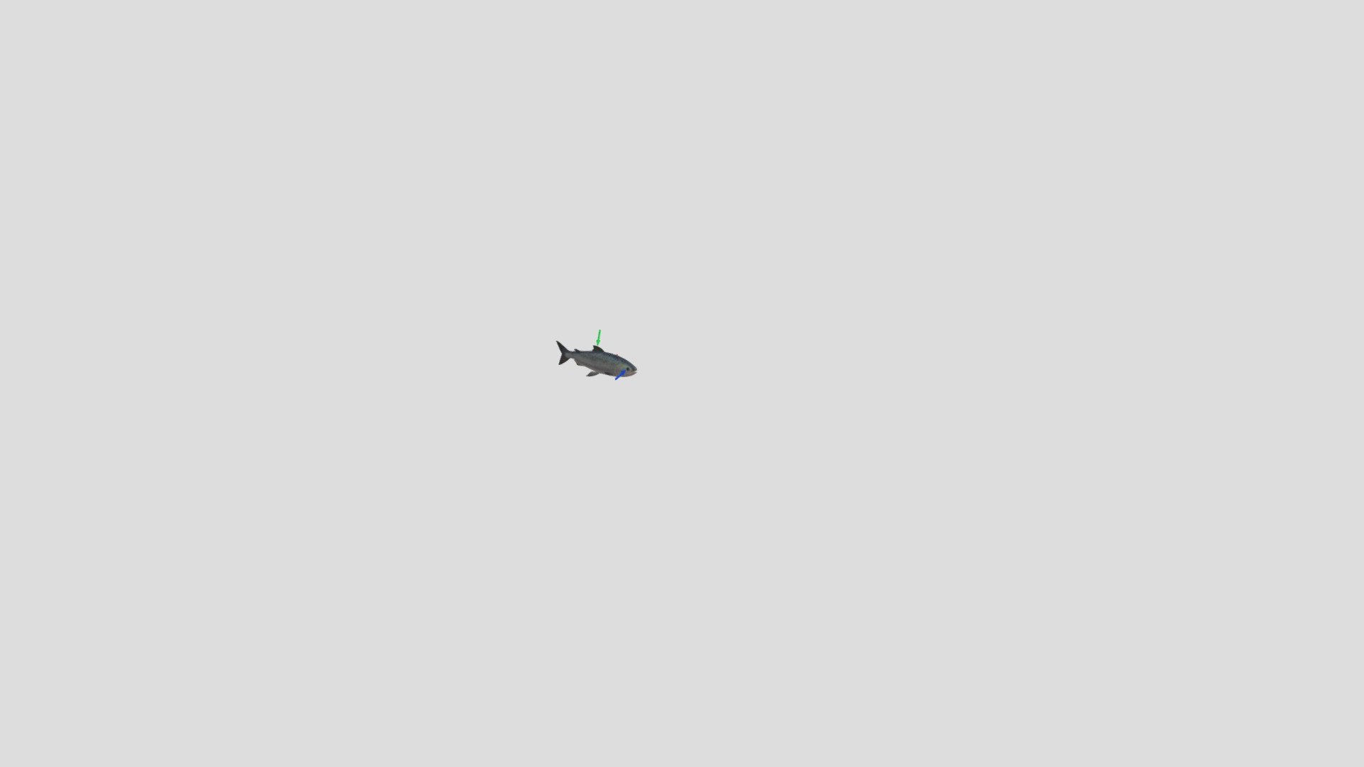 Fish Model Shane - 3D model by jamie.gillespie [f3878b8] - Sketchfab