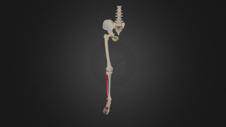 Digitorium 3D models - Sketchfab