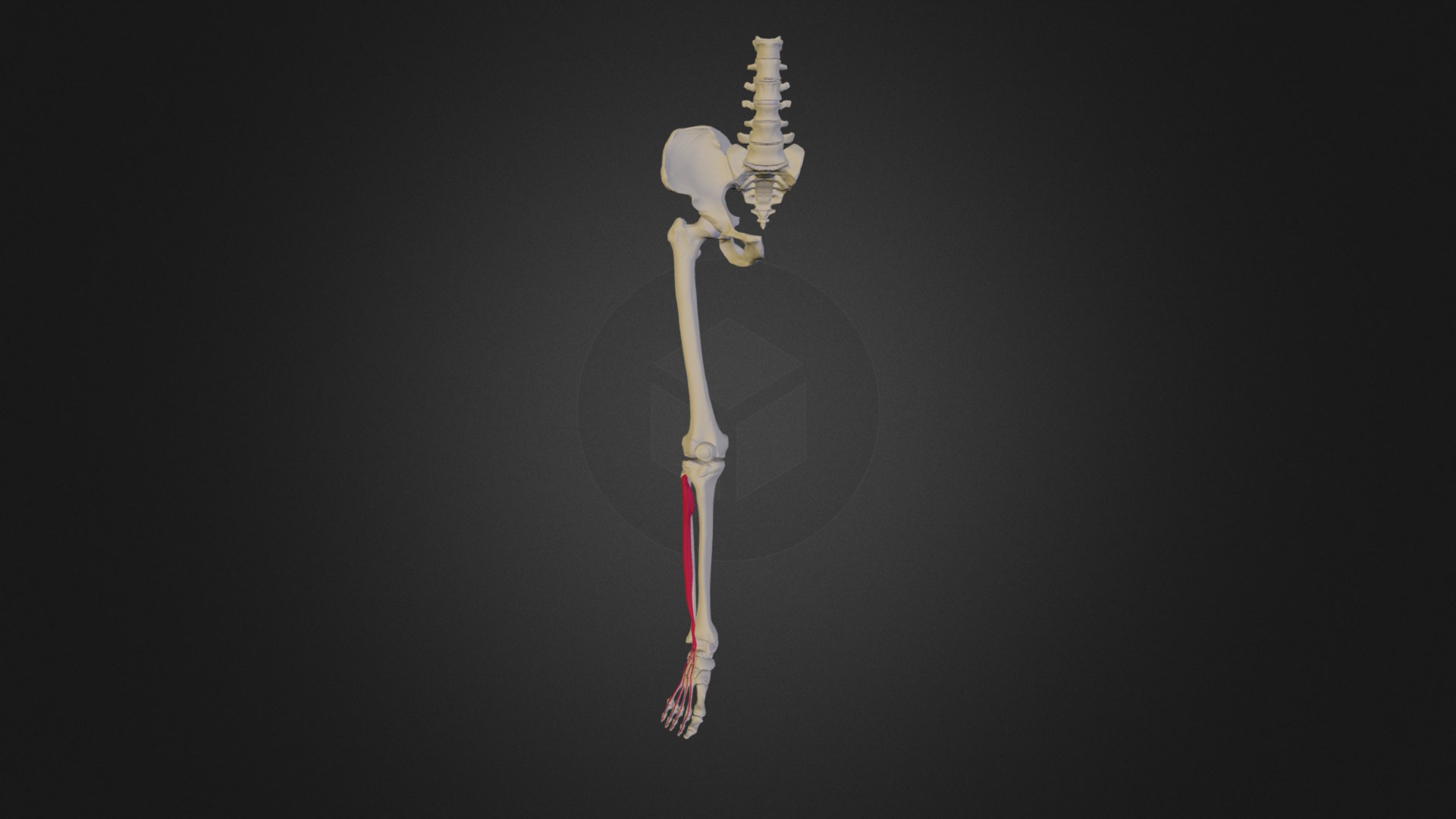 Extensor Digitorum Longus Human Anatomy - 3D model by Medical ...
