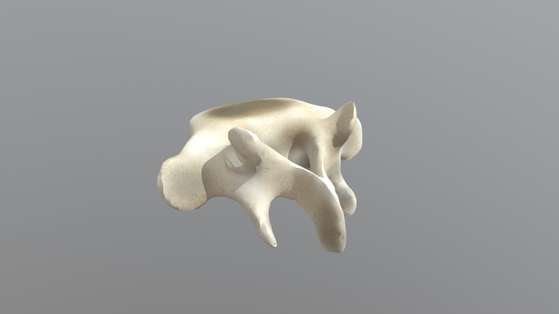 Vertebrae - 3D model by amalazman [f395838] - Sketchfab