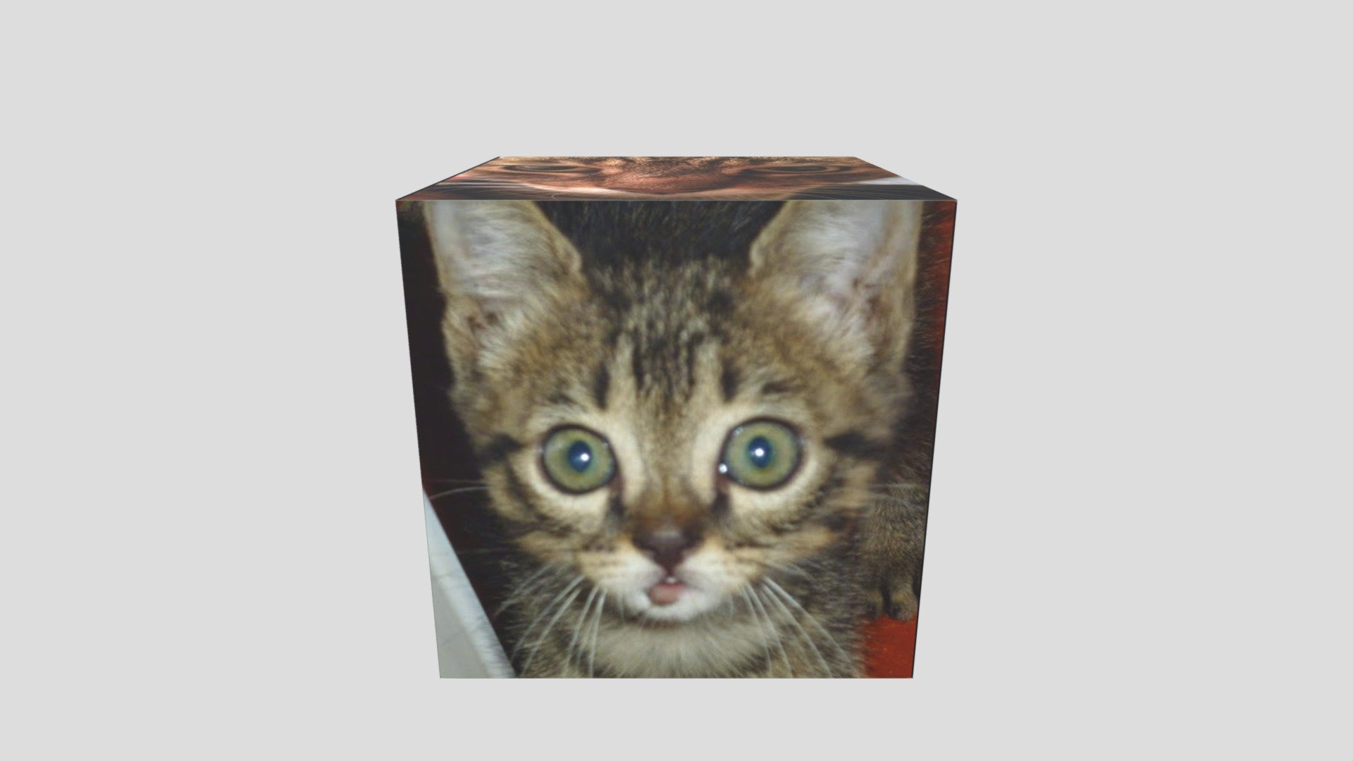 Cat Cube - Download Free 3D model by BenK (@BenK656) [f39688e] - Sketchfab