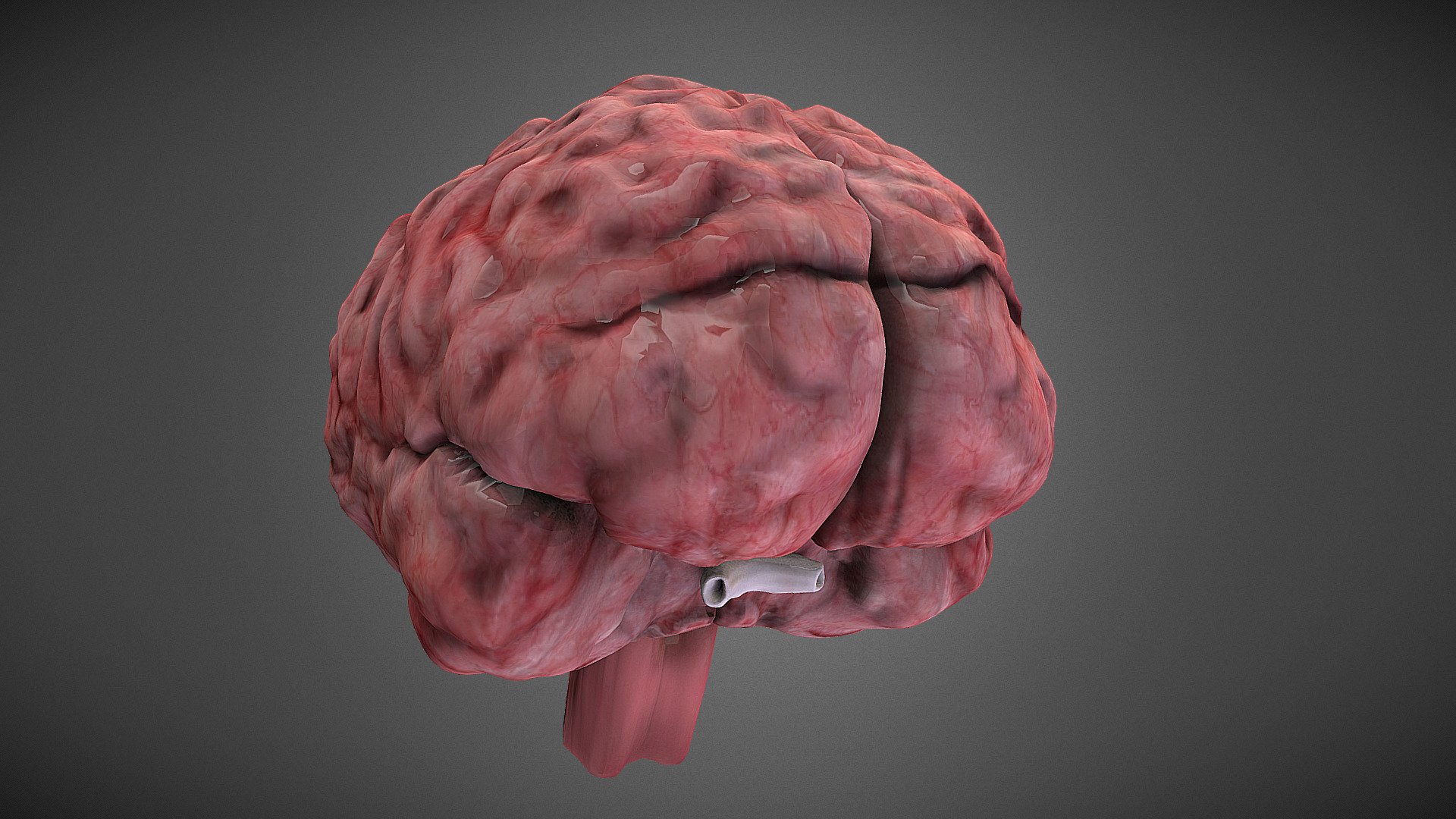 Human Cerebrum (brain) - 3D model by PoloThePirate [f39cbf3] - Sketchfab