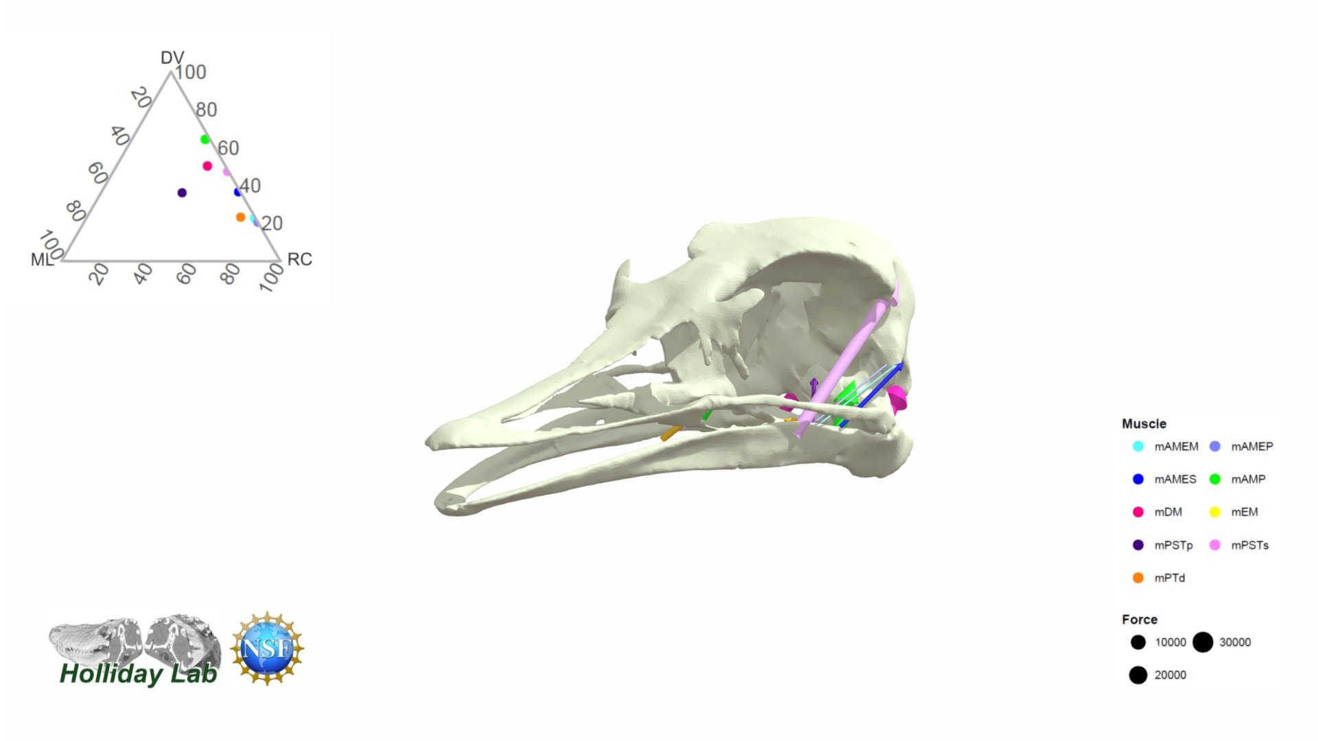Ostrich 3D Jaw Muscle Forces - Download Free 3D model by Holliday Lab ...