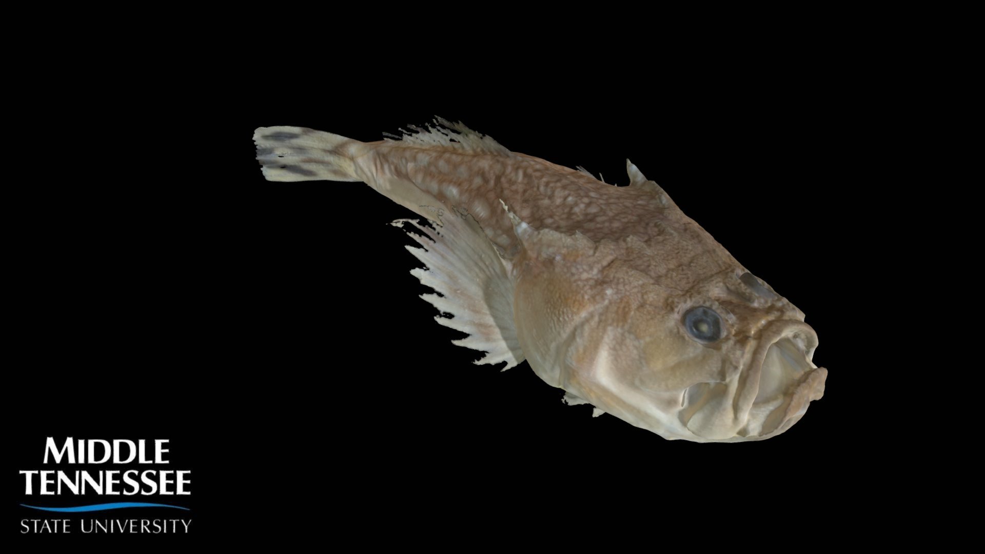 Lancer Stargazer - Katheostoma albigutta - Download Free 3D model by ...
