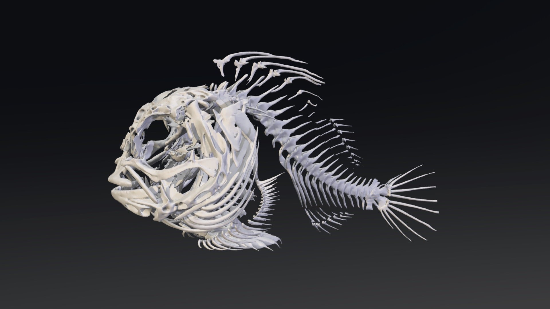 Lethotremus awae_Bone - 3D model by 3D Imaging Room in NIG (@amaeno ...