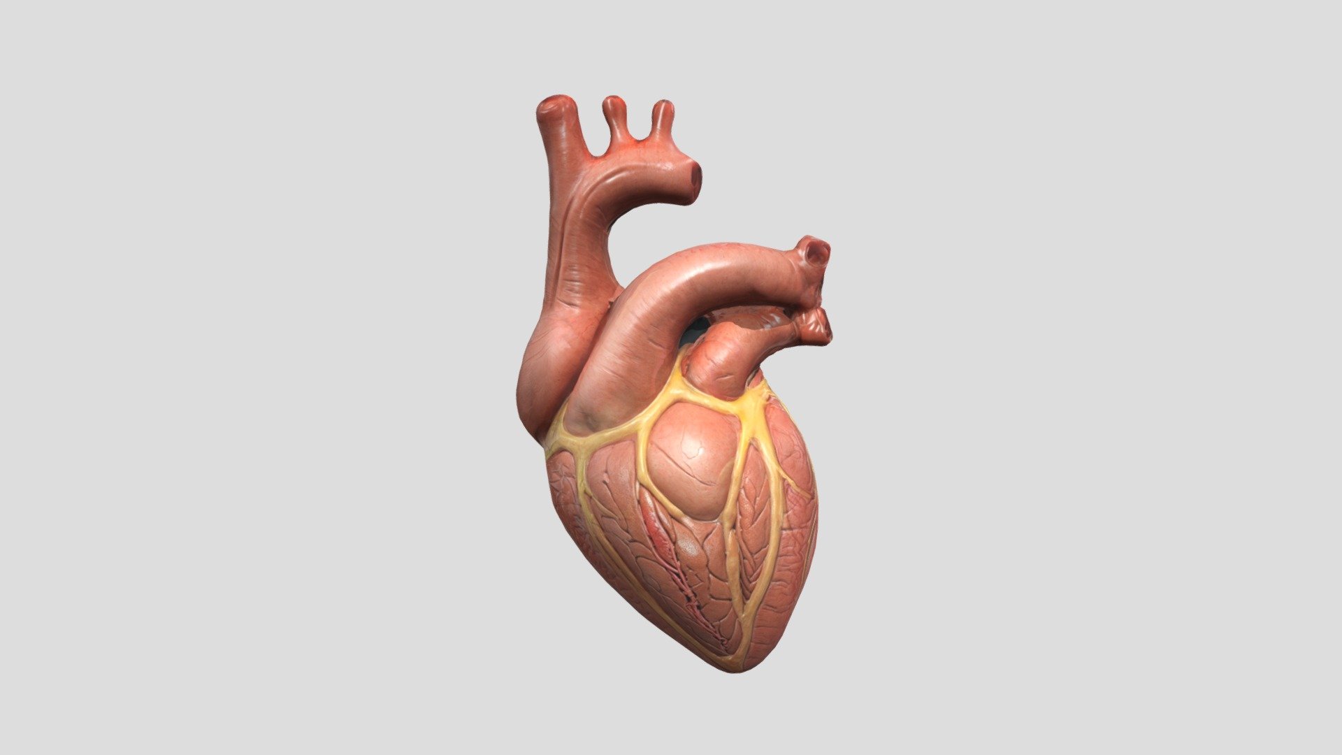 A realistic anatomical model of a human heart - Buy Royalty Free 3D ...