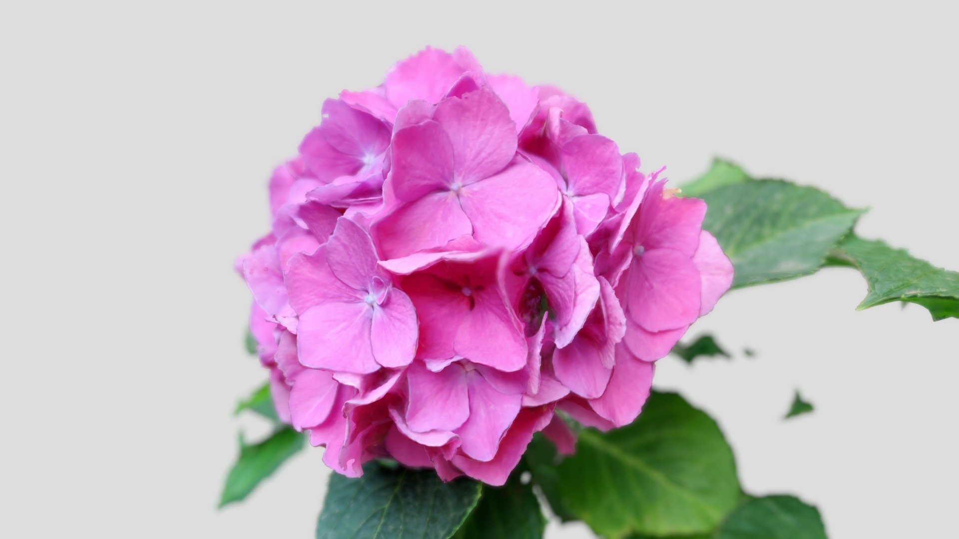 Pink Flower - Download Free 3D model by xradwulf [f3b1404] - Sketchfab