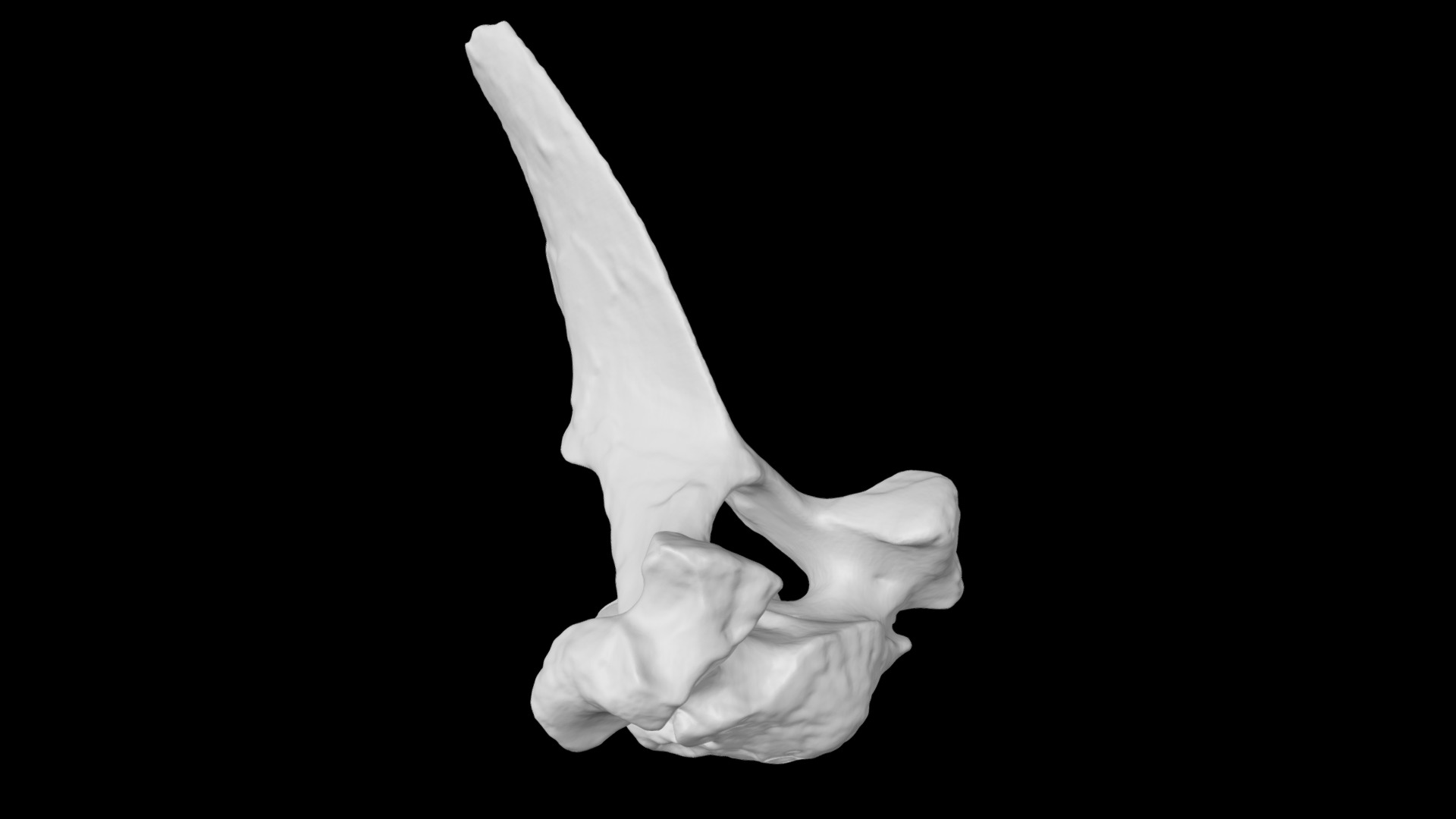 Whitetail Deer Thoracic Vertebra - Download Free 3D model by Eric Bauer ...