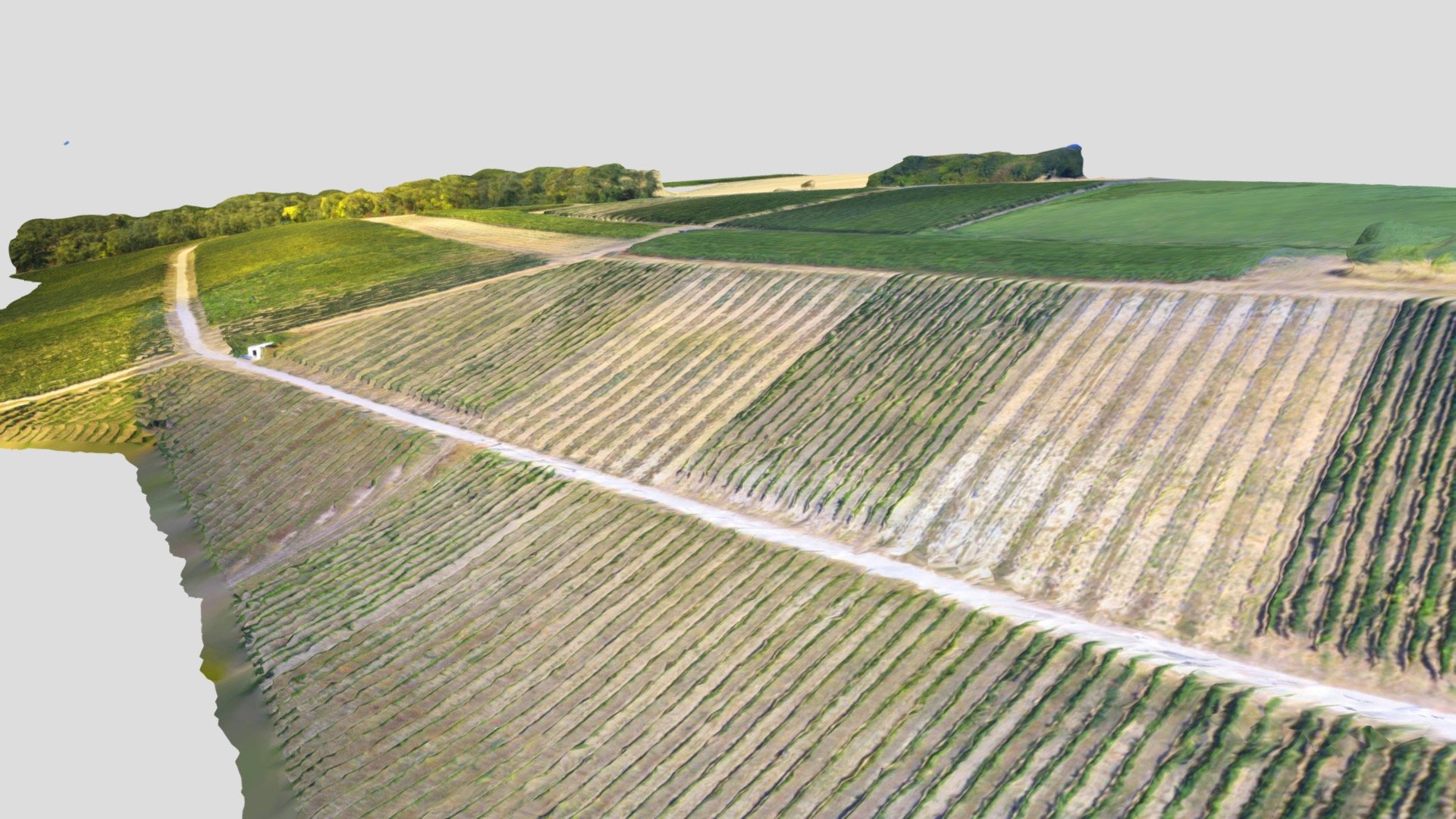 Vineyard - Download Free 3D model by robinhuse [f3be2e9] - Sketchfab