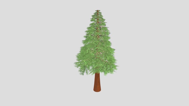 Conifers 3D models - Sketchfab