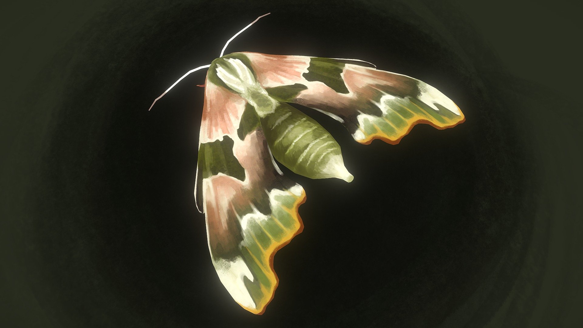 Hand painted Moth - 3D model by rosiejarvis [f3c0308] - Sketchfab