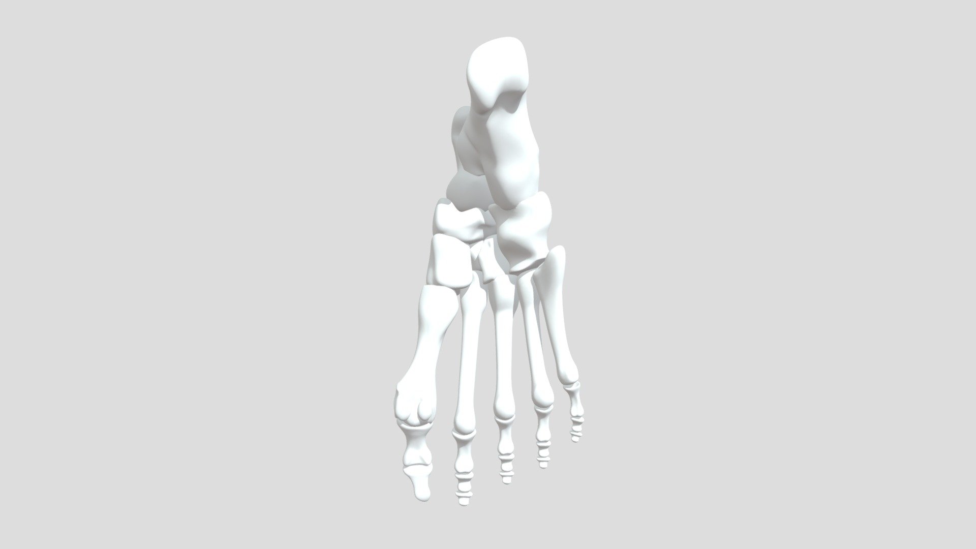 Foot bone - Download Free 3D model by 3DPMAX [f3c0824] - Sketchfab