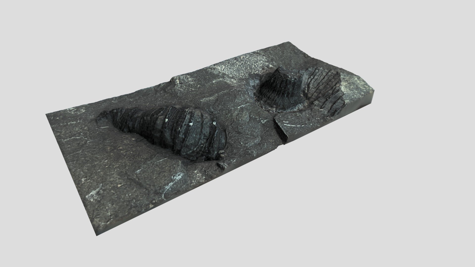 Devonian Corals - Download Free 3D model by trilopodfossils [f3c13b8 ...