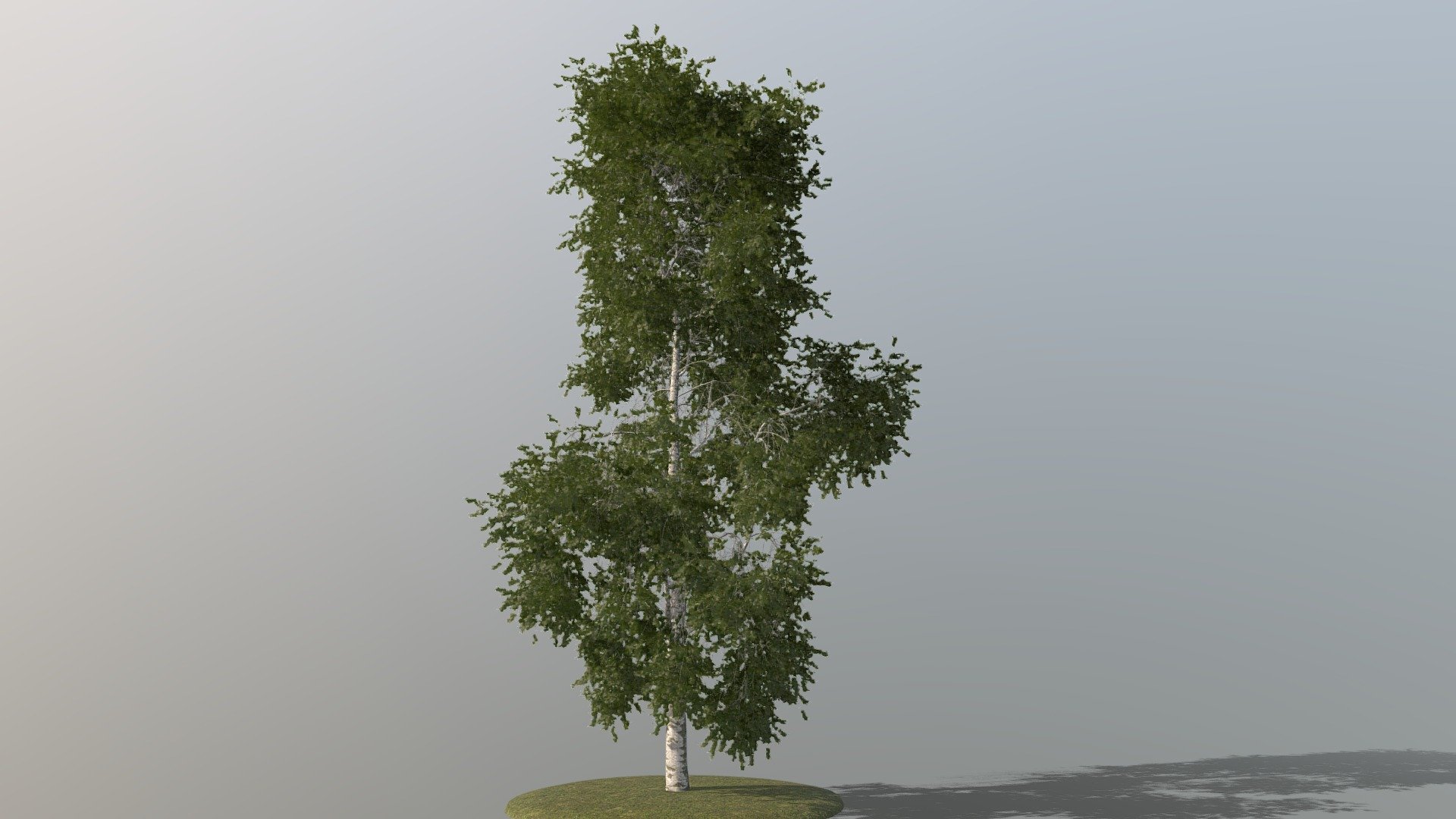 Silver Birch - Buy Royalty Free 3D model by Studio Lab (@studiolab.dev ...