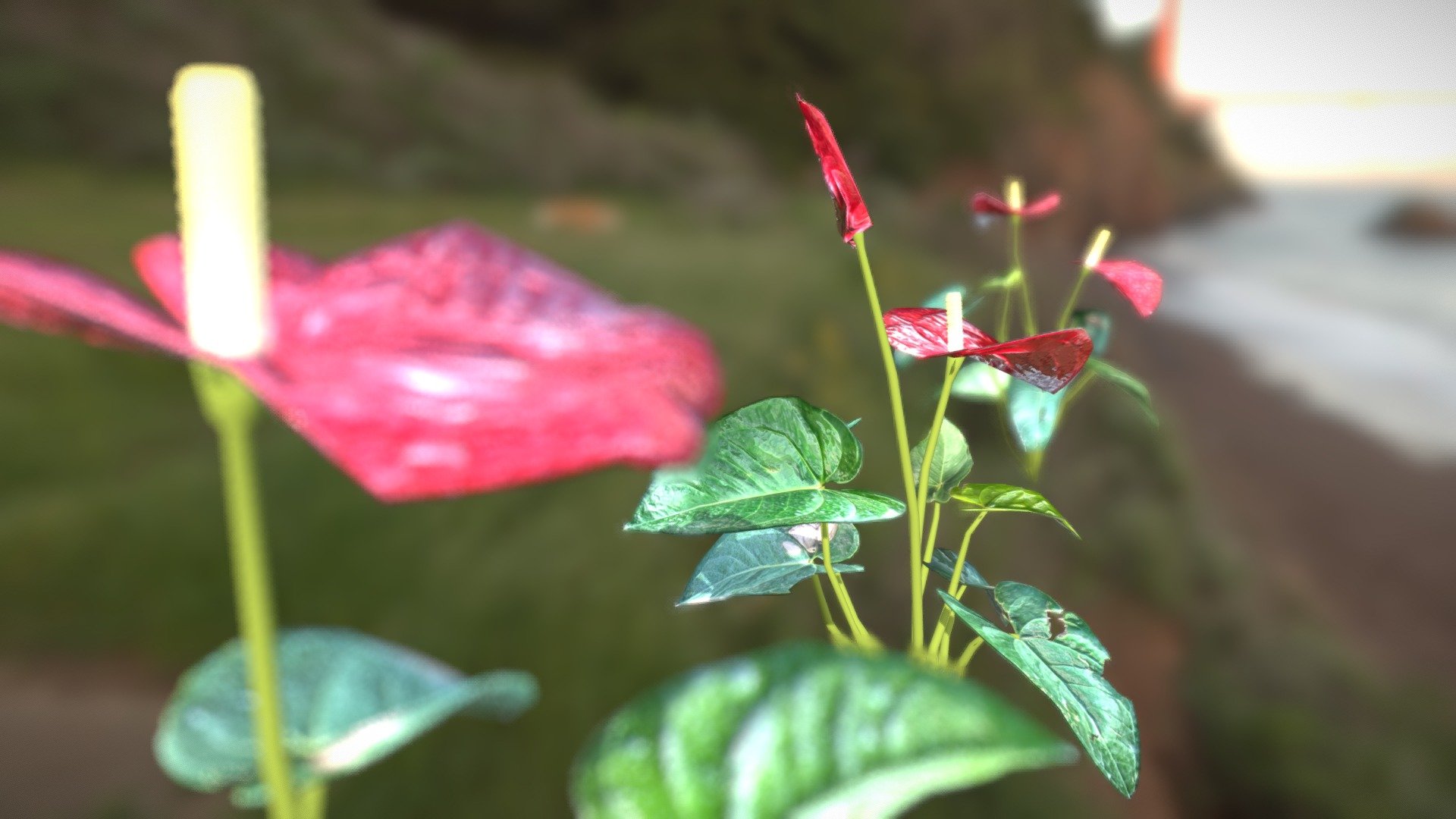 Laceleaf - 3D model by victory_summery (@victorysummery) [f3c7a1d ...