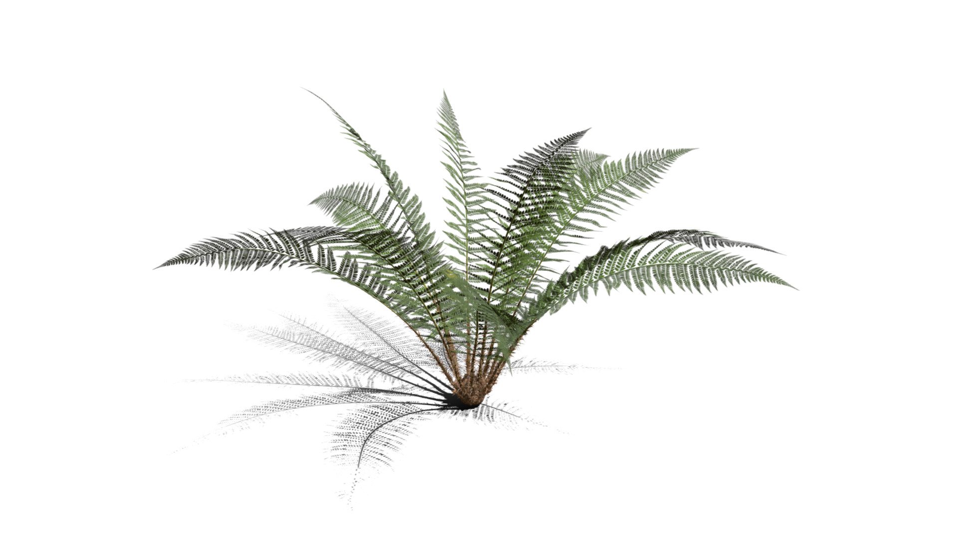 Realistic HD Male fern (8/50) - Download Free 3D model by PlantCatalog ...