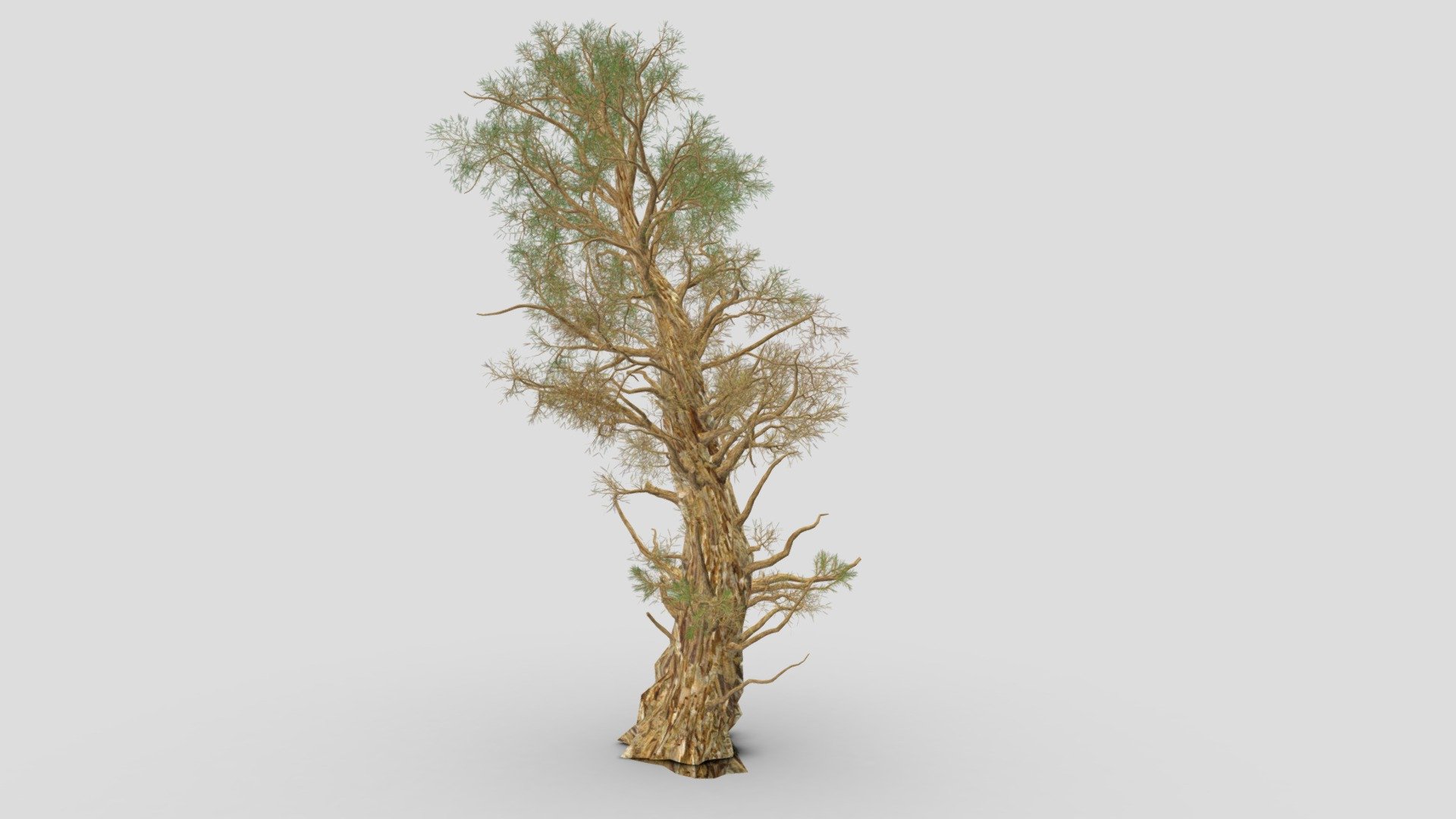 Pine Bristlecone Field_ 01 - Download Free 3D model by ASMA3D [f3d3048] - Sketchfab