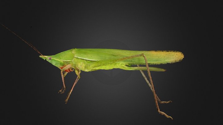 Tettigoniidae 3D models - Sketchfab