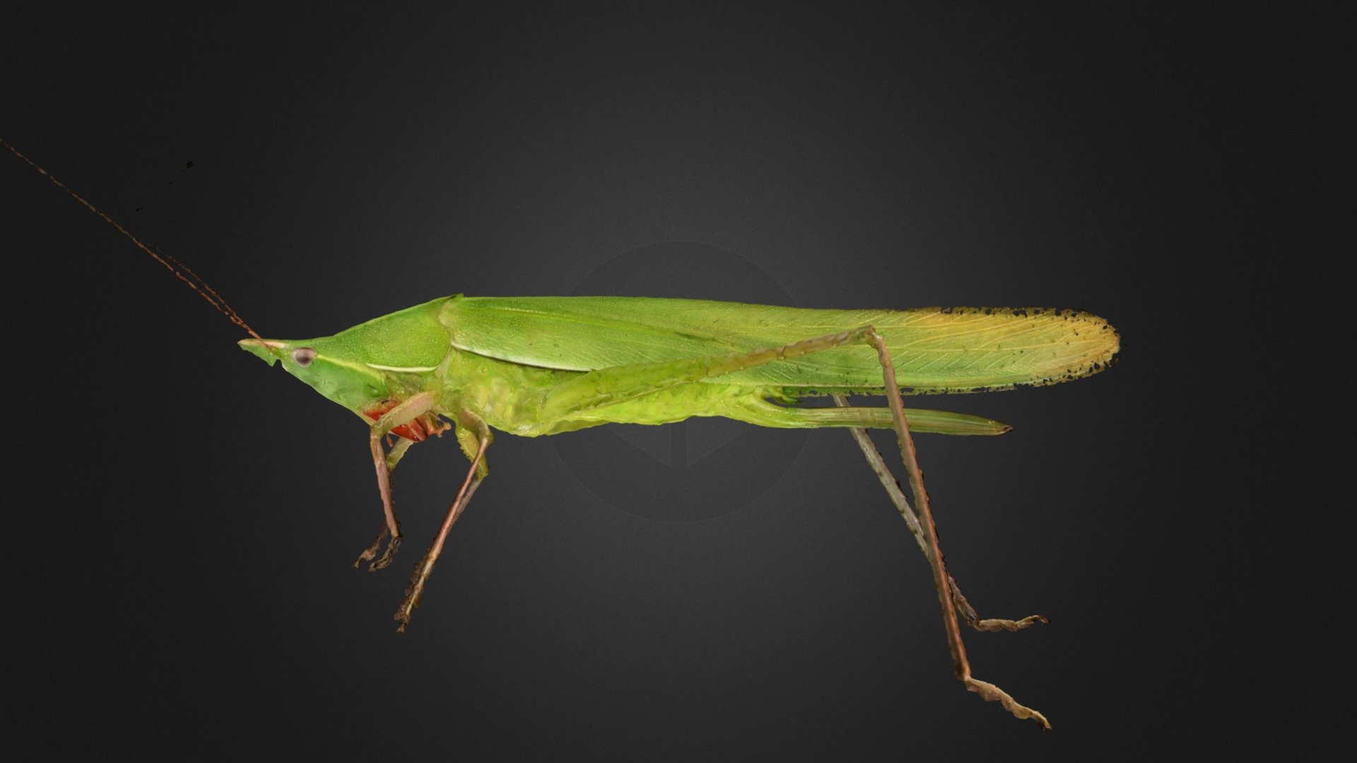 クビキリギス ♀ Conehead Katydid, E. thunbergi - Download Free 3D model by ...