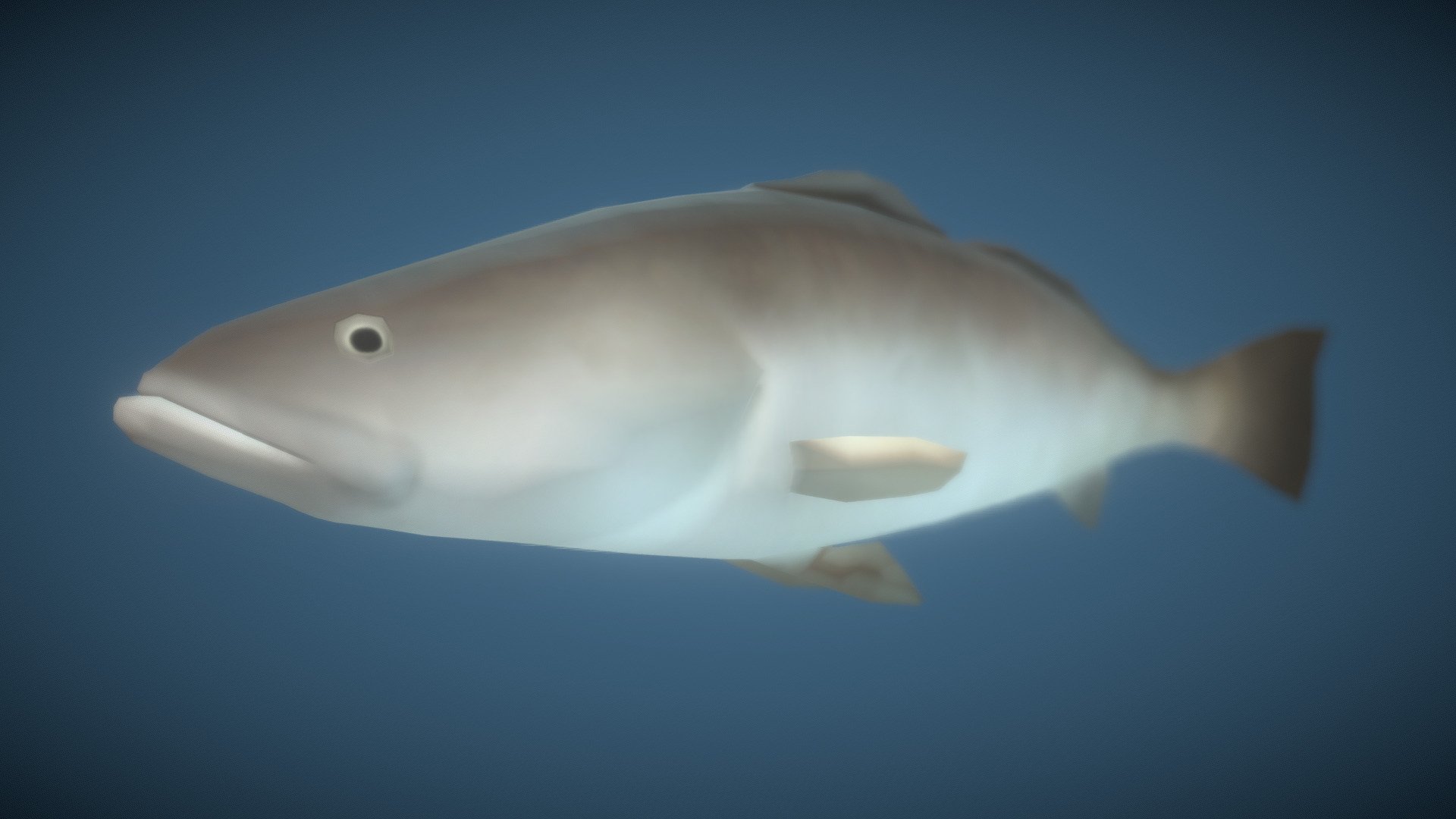 Totoaba - 3D model by CatfishYAY [f3de36d] - Sketchfab