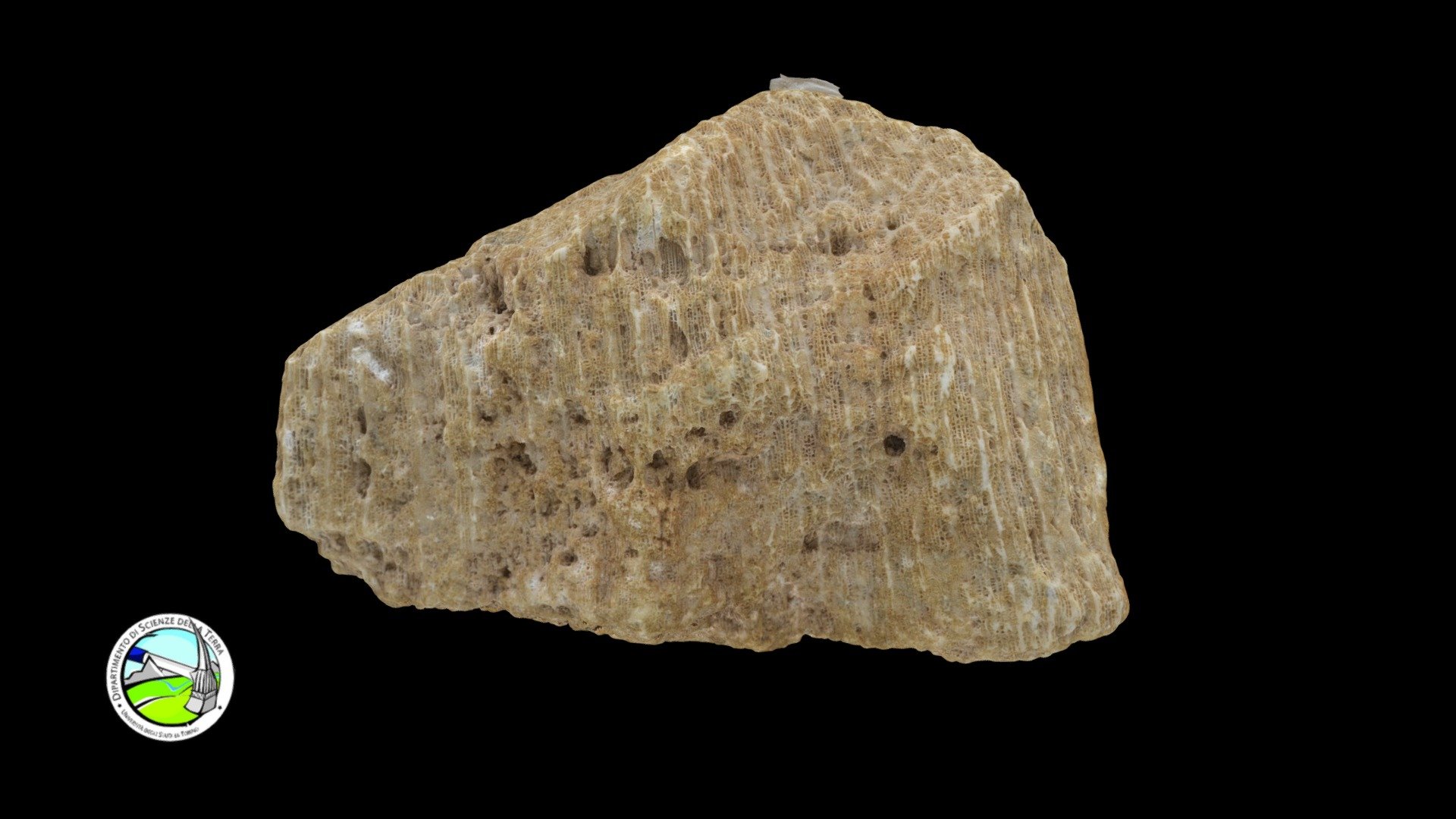 Plesiastrea - 3D model by Dipartimento di Scienze della Terra - UniTo ...