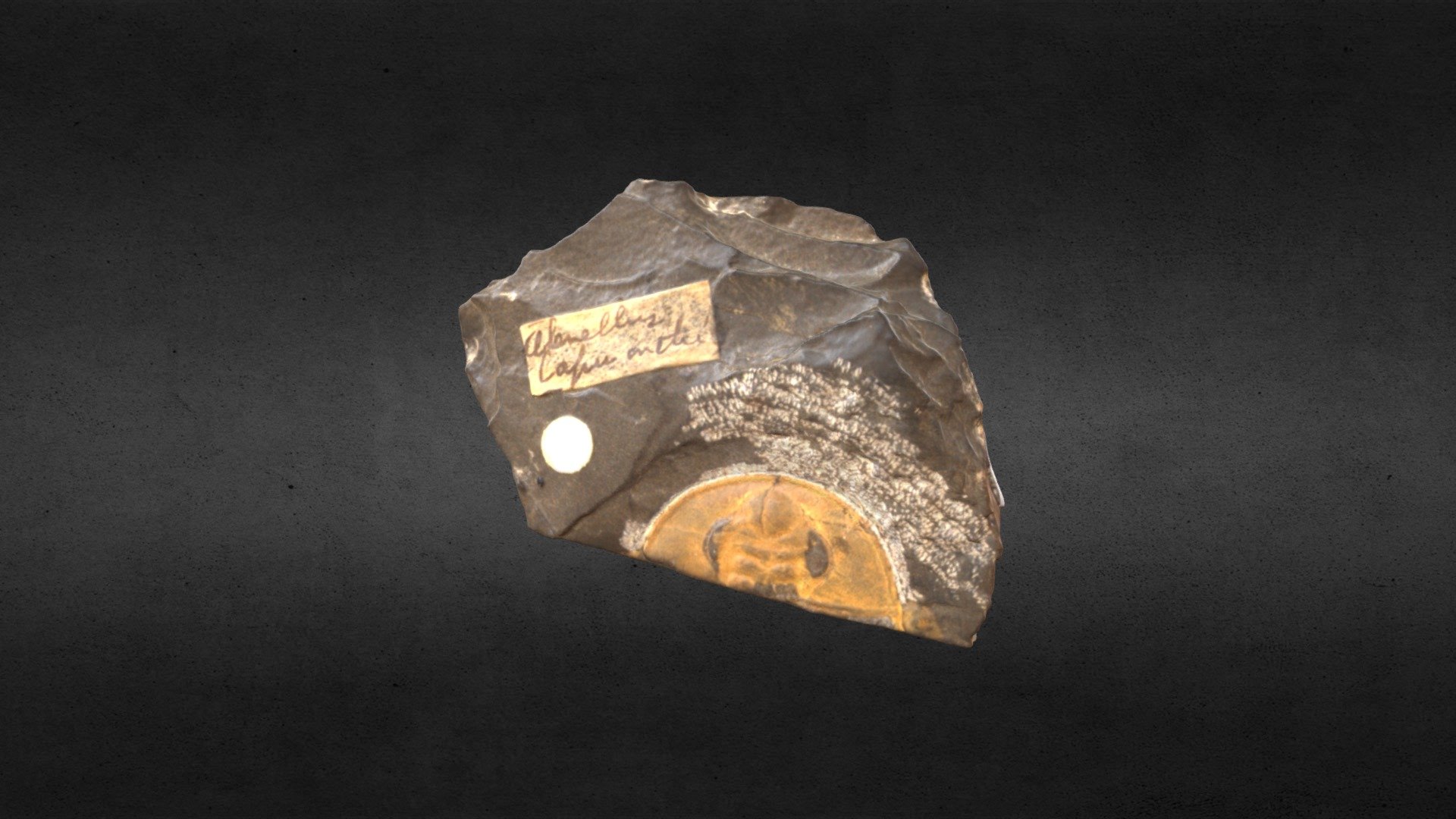 [1371] GSE 5356 Olenellus Trilobite 1M - 3D model by 3d Fossils GB ...