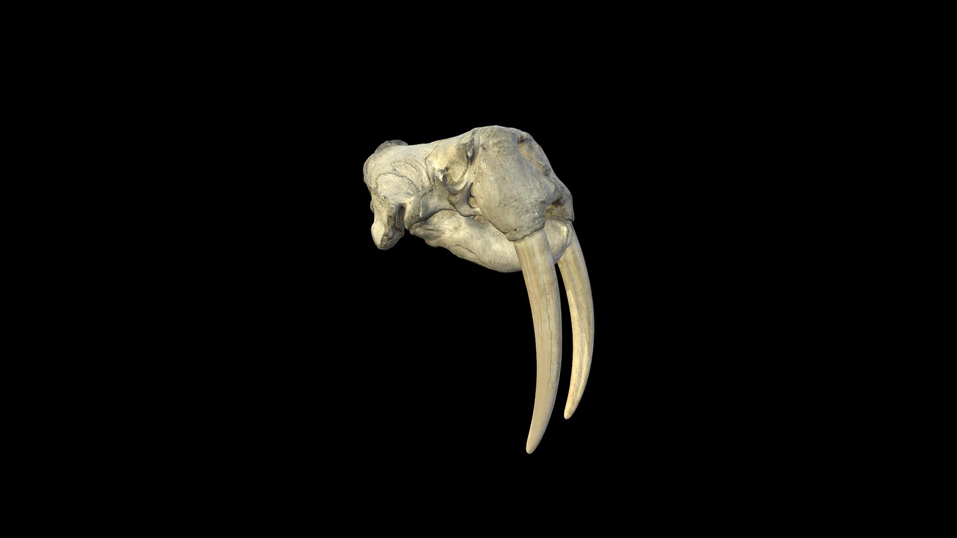 Annotated Walrus Skull - Download Free 3D model by emspence [f3ebbe6 ...