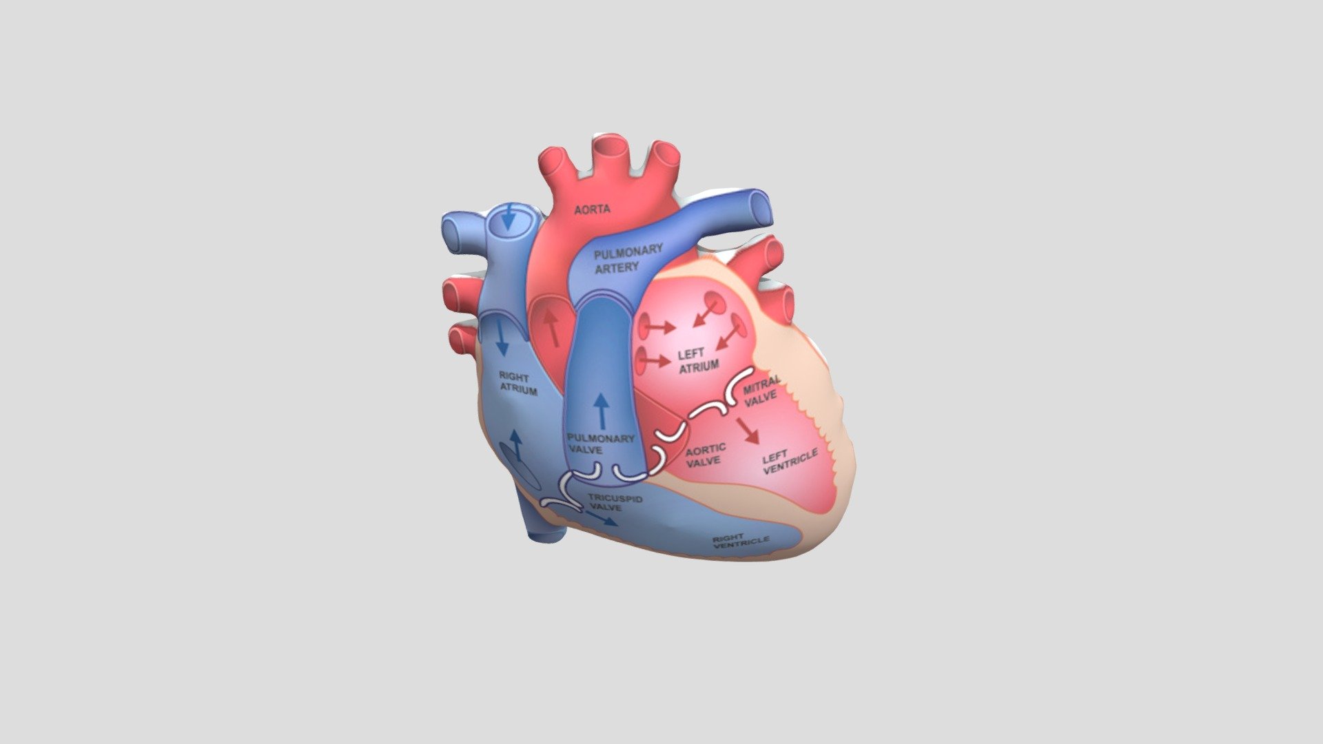 Heart - Download Free 3D model by Gabimaker [f3ec96a] - Sketchfab