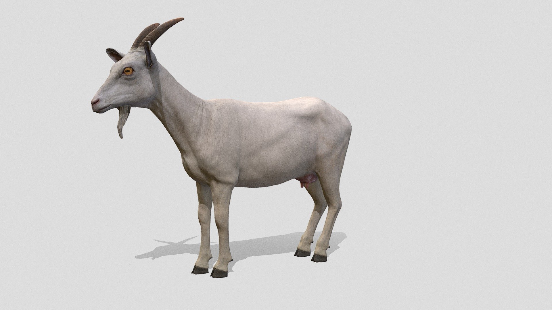 Goat female - Buy Royalty Free 3D model by RedDeer (@billl90) [f3ecd85 ...