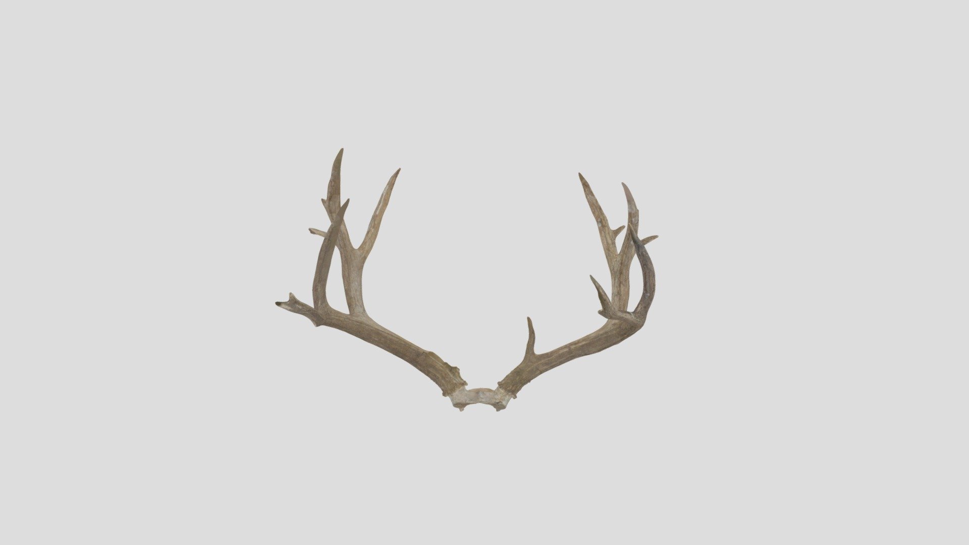 Mule Deer Buck - 3D model by PeakReplicas [f3f1e3b] - Sketchfab