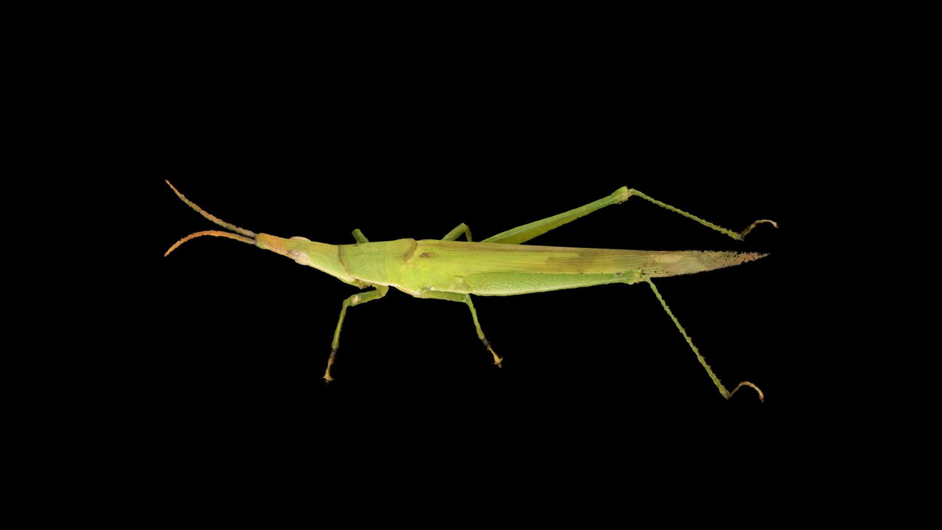 オンブバッタ ♂ Long-headed Locust, Atractomorpha lata - Download Free 3D ...