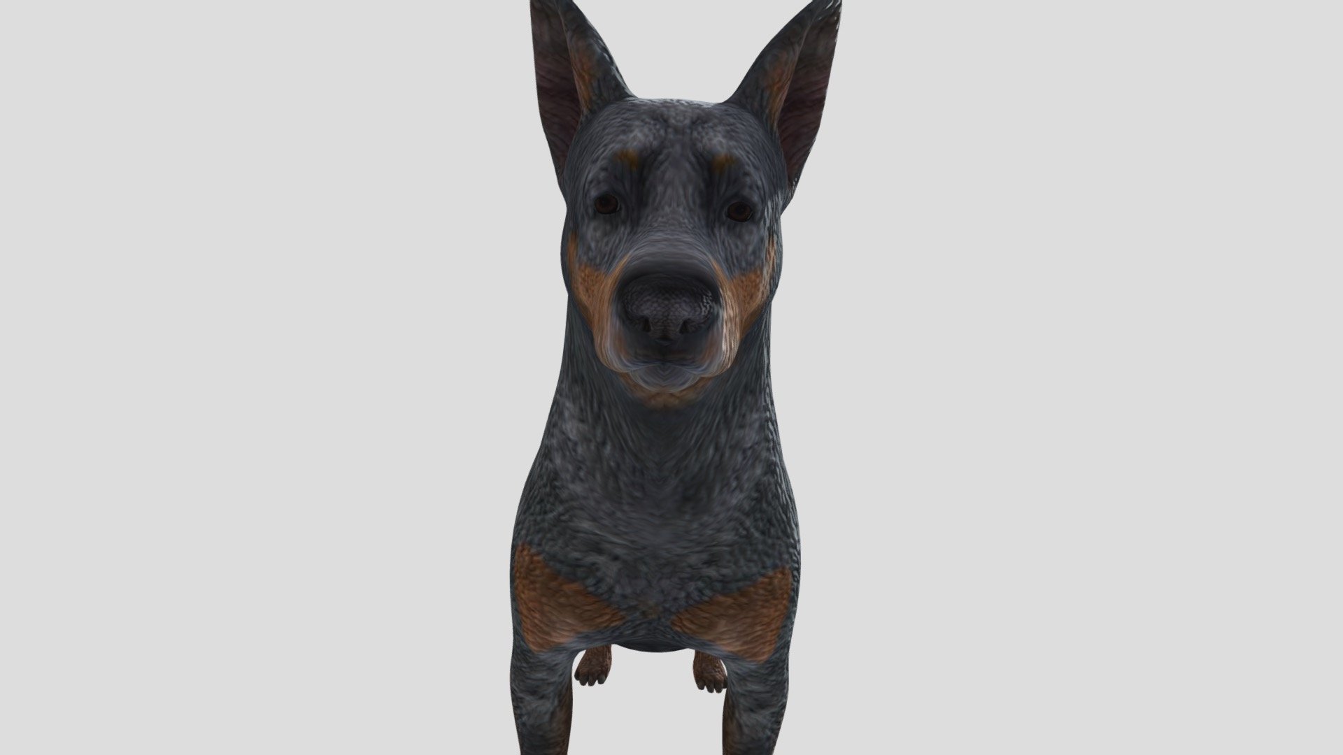 Blue heeler dog (Cute) - 3D model by Dogs (@oritzthewolifelover ...