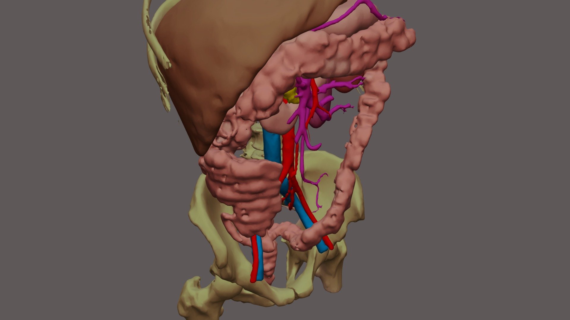 abdoseg4 - 3D model by Chair_Digital_Anatomy [f40c1fb] - Sketchfab