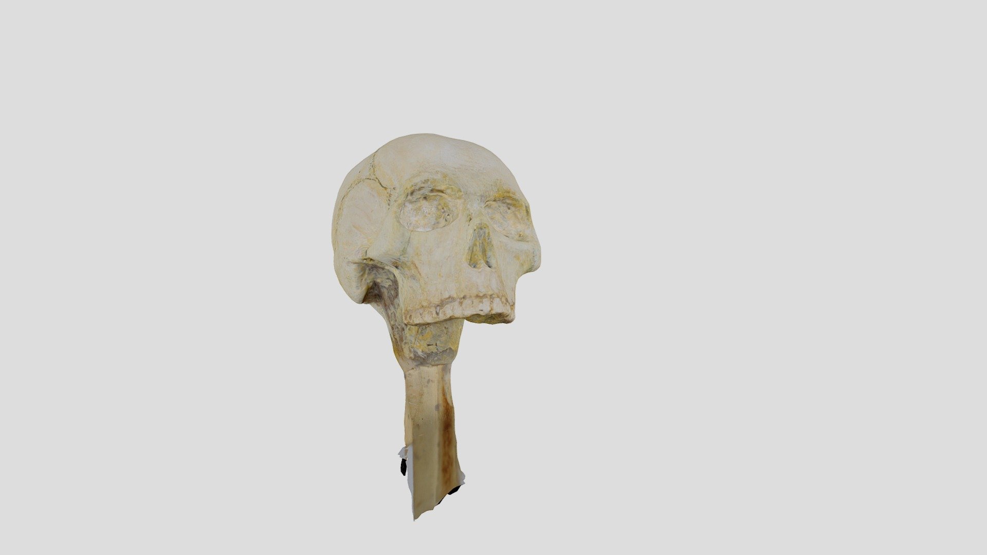 Cráneo - 3D model by KlaudiaVas [f4112bc] - Sketchfab