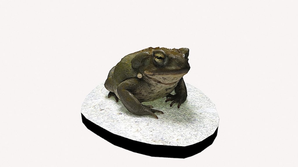 Model 16 - Colorado River Toad - Download Free 3D model by ...