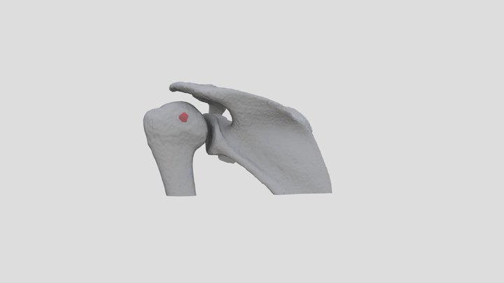 Proximalhumerus 3D models - Sketchfab