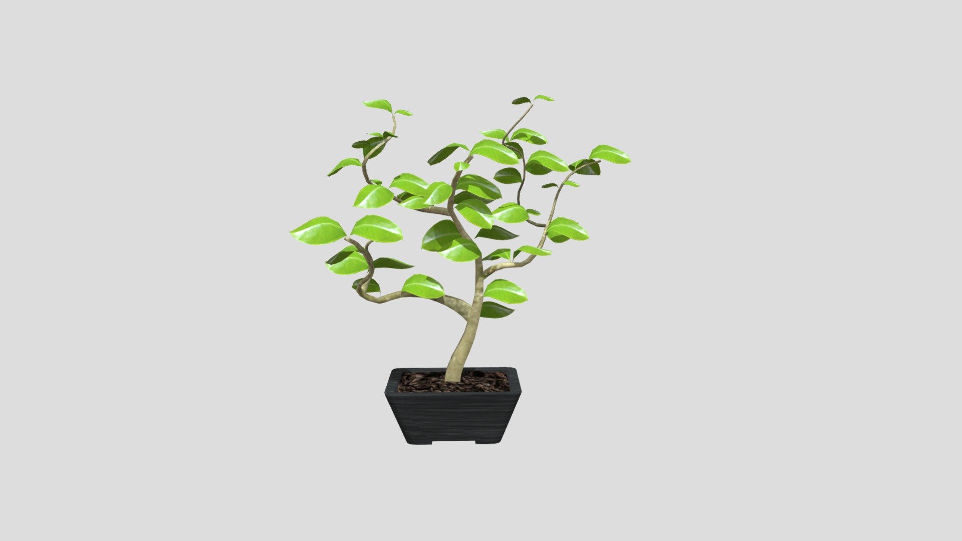 Bonsai - Download Free 3D model by laurenk1840 [f41f95e] - Sketchfab
